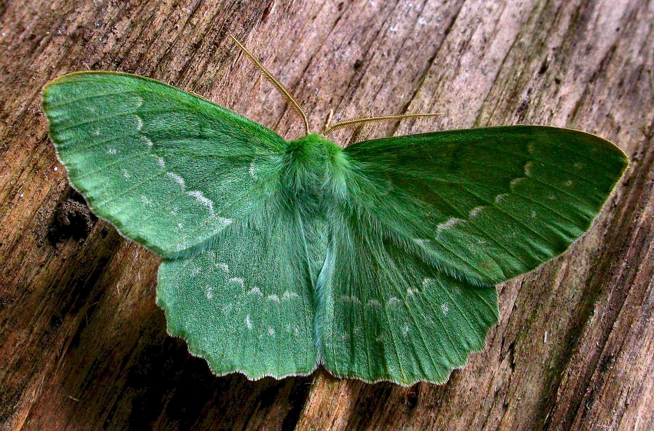 Large Emerald