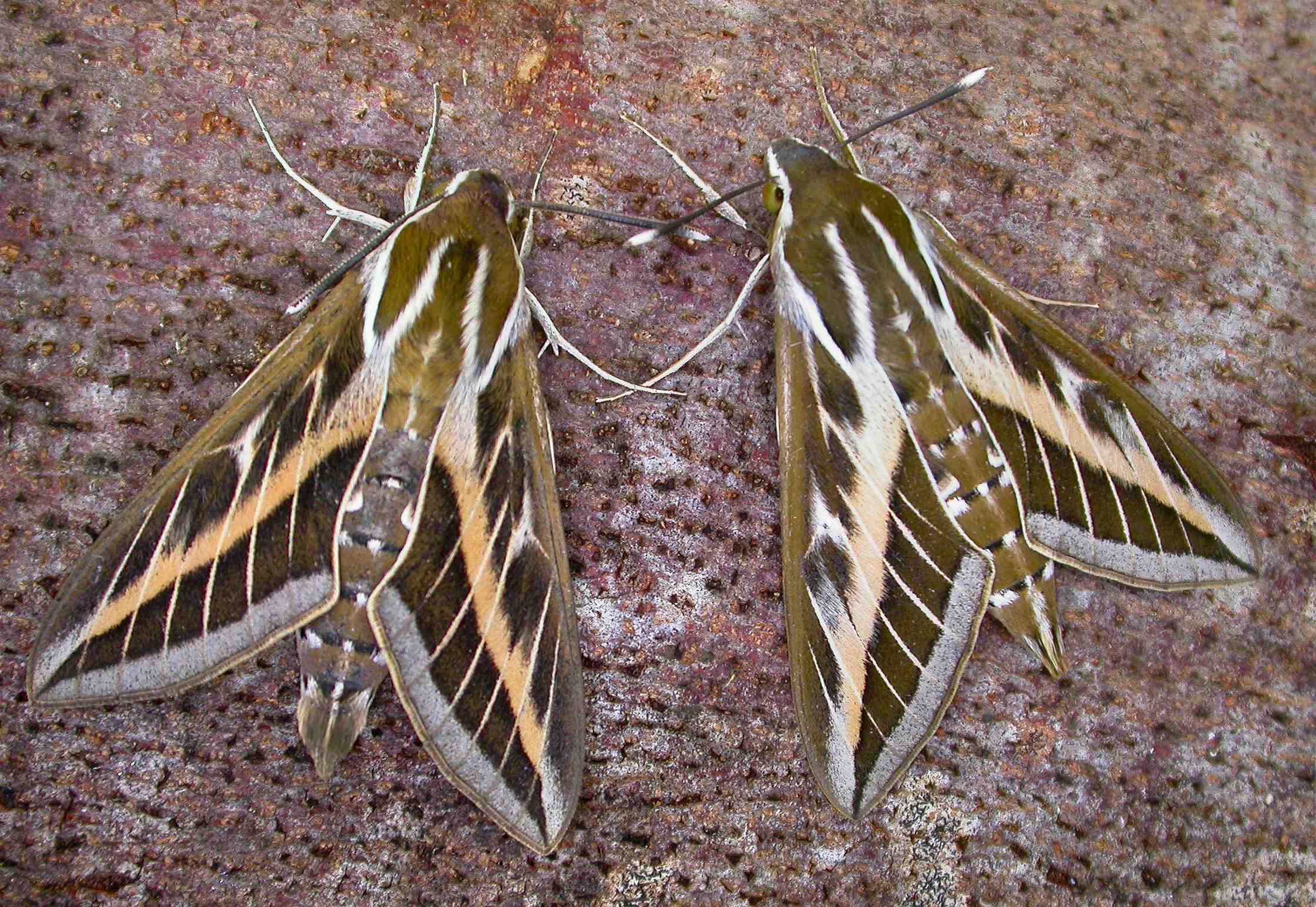 Striped Hawkmoth