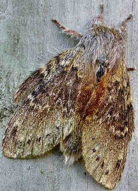 Lobster Moth