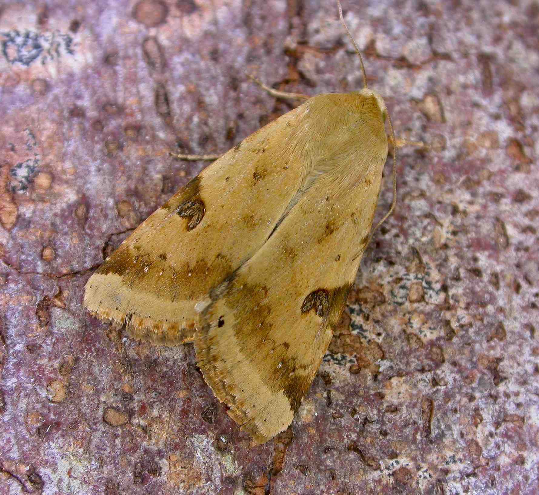 Bordered Straw