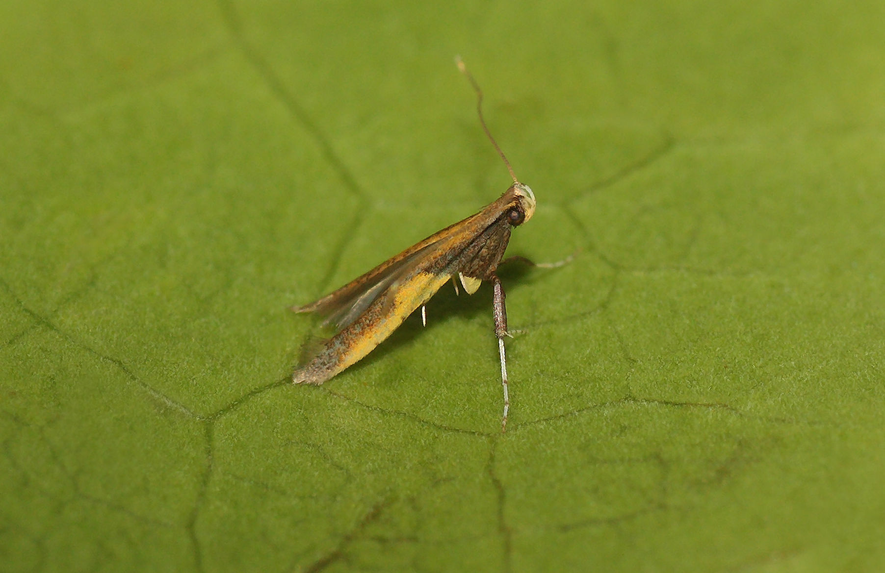 Caloptilia azaleella
