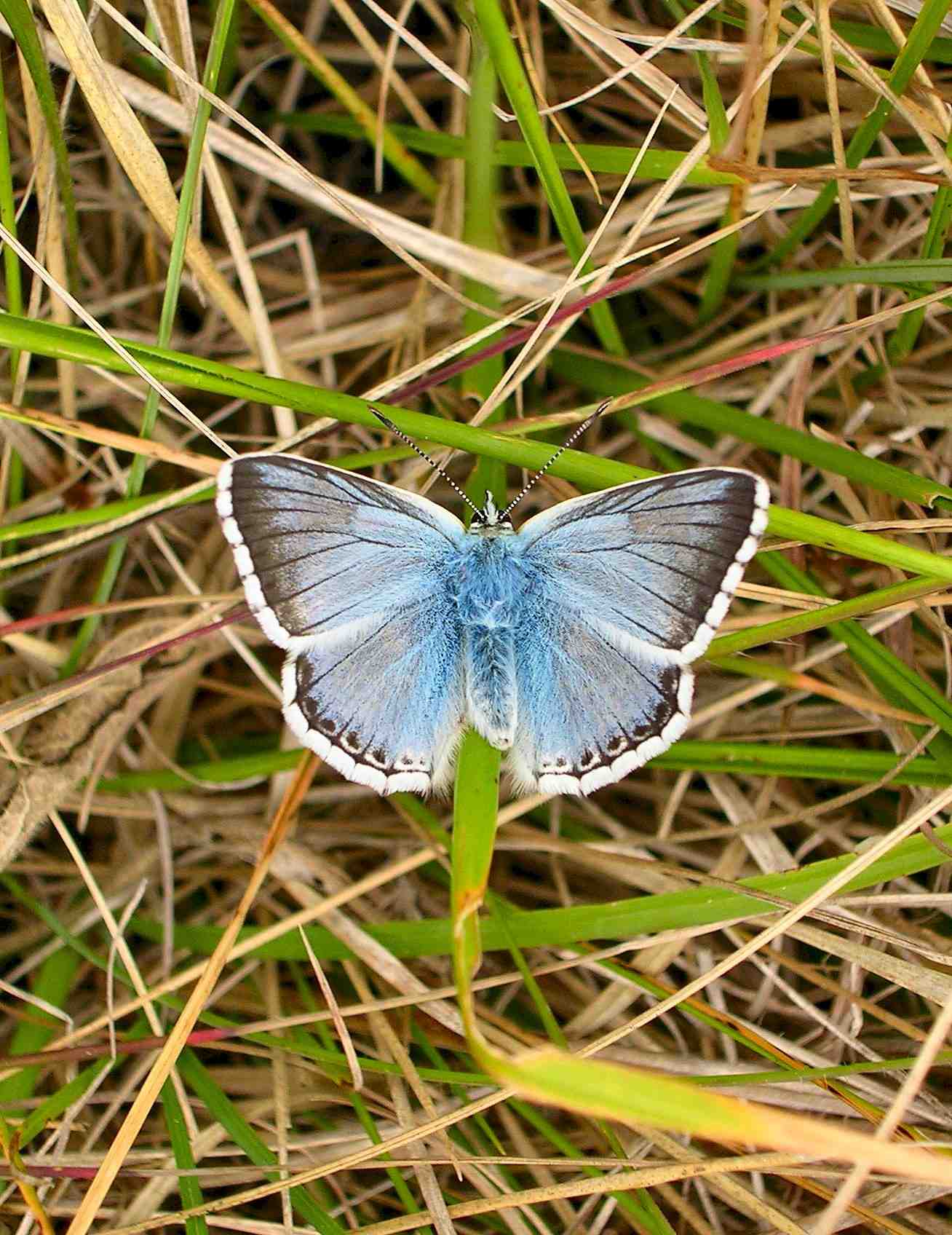 Chalkhill Blue