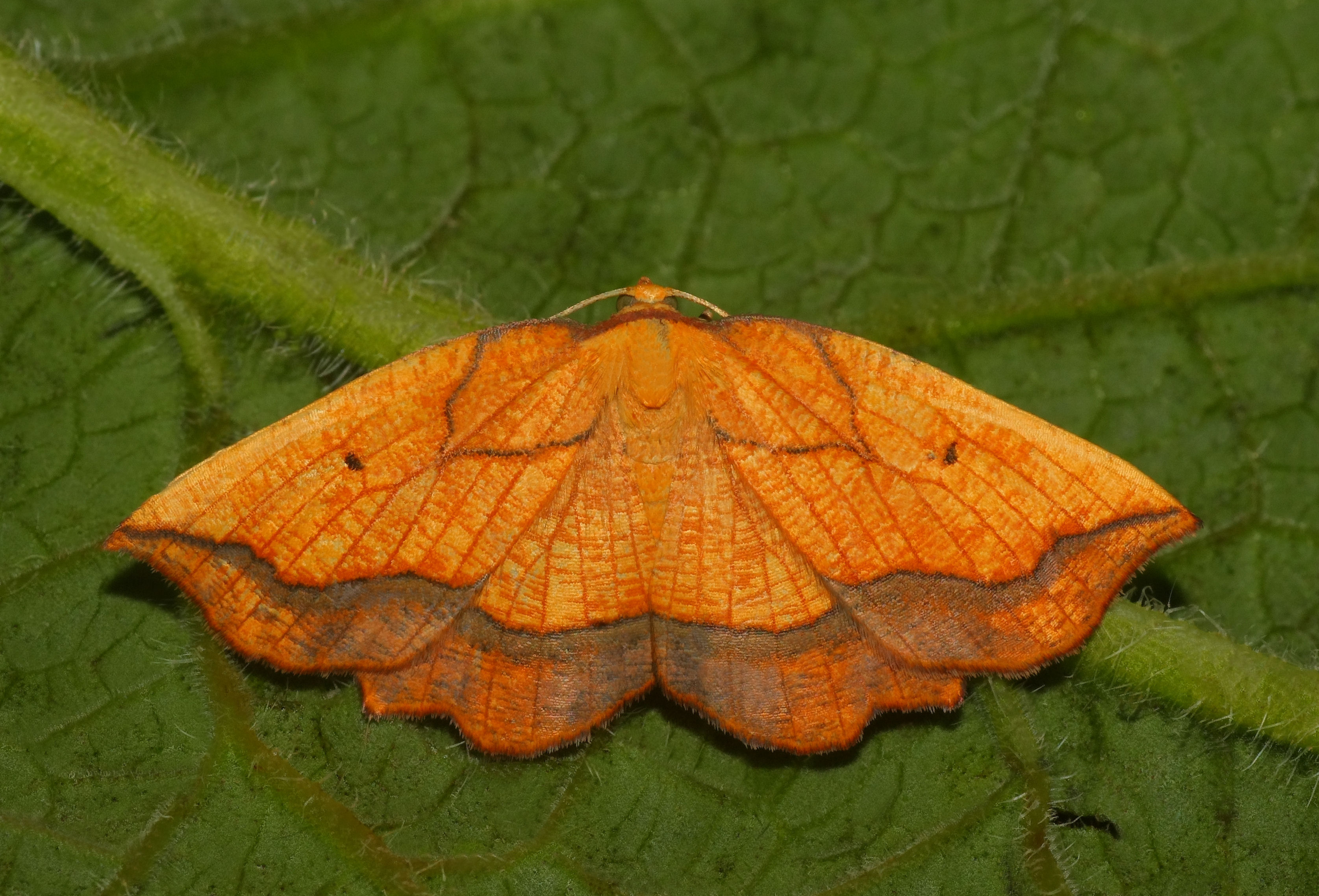 Bordered Beauty