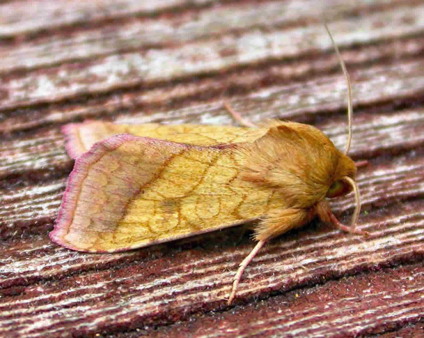 Moth Gallery 3