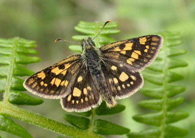 Butterfly Gallery 3