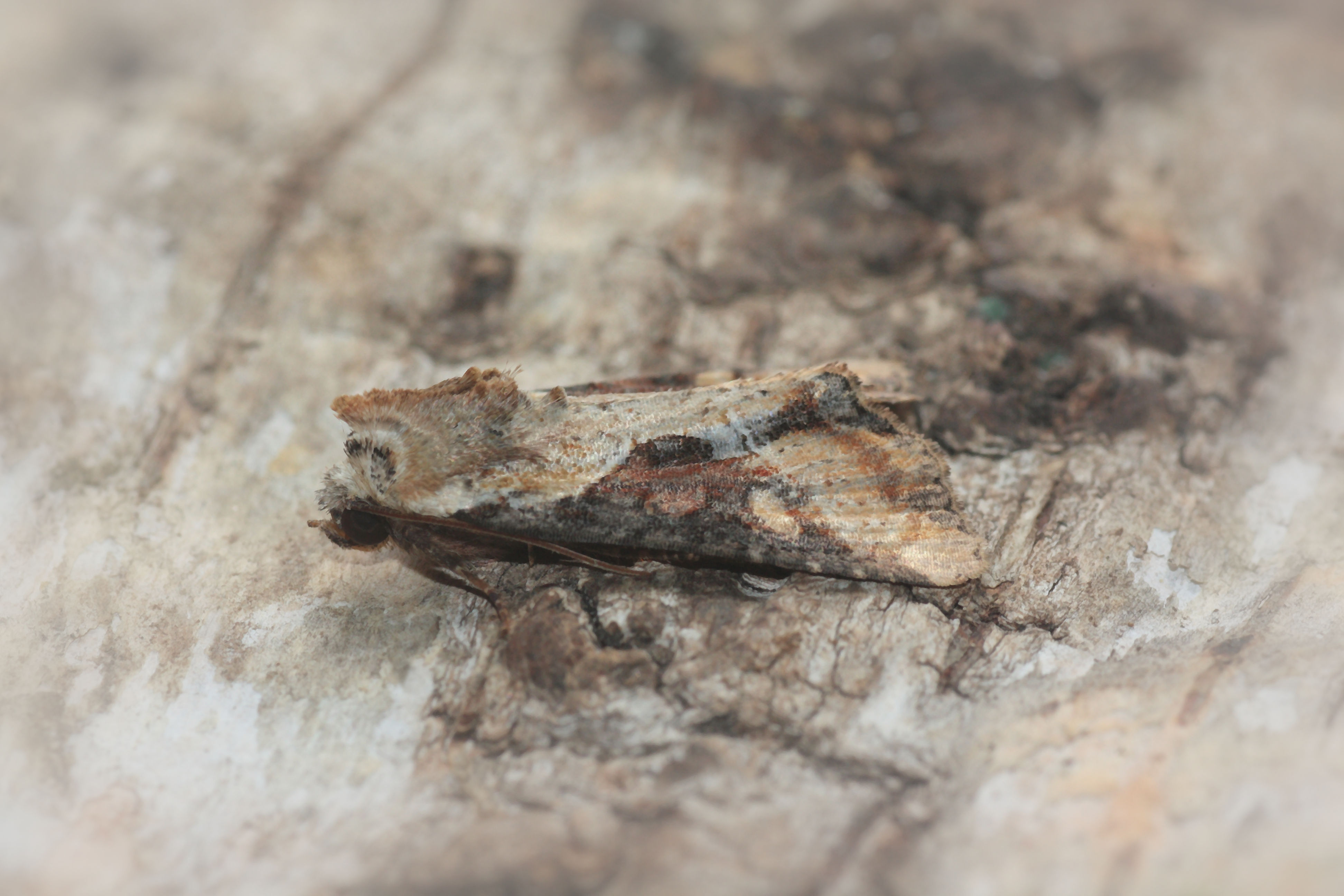 Lateroligia ophiogramma