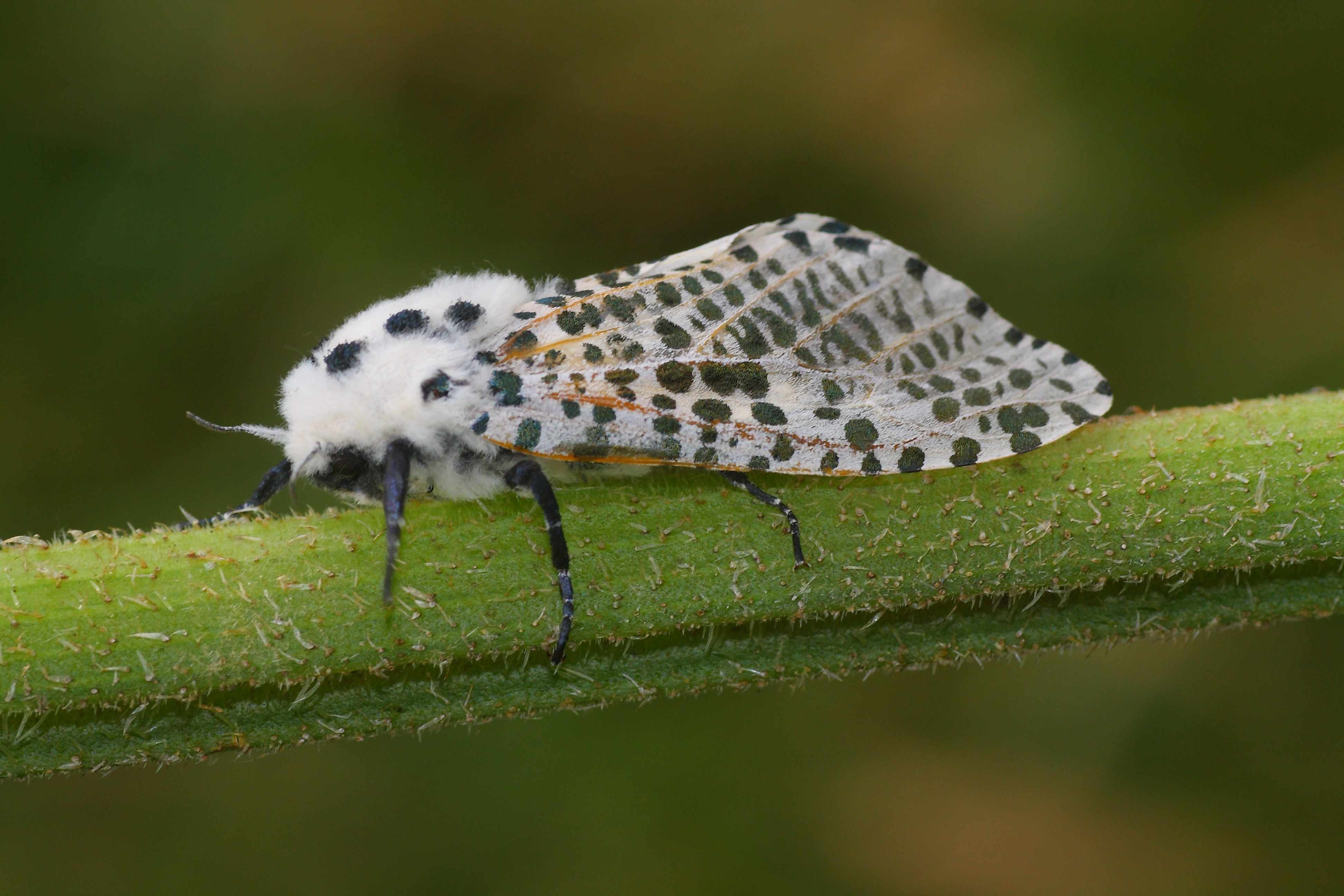 Leopard Moth