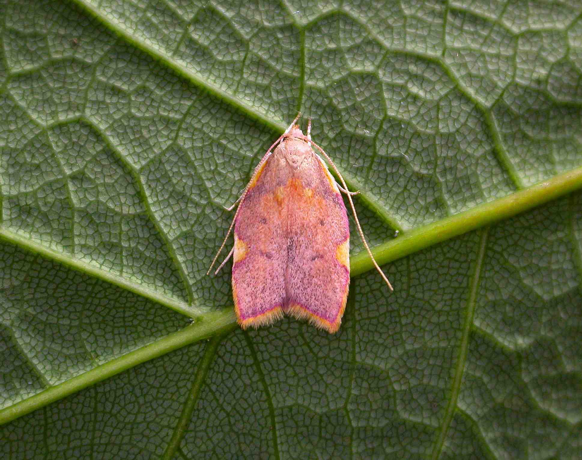 Micro Moths 3