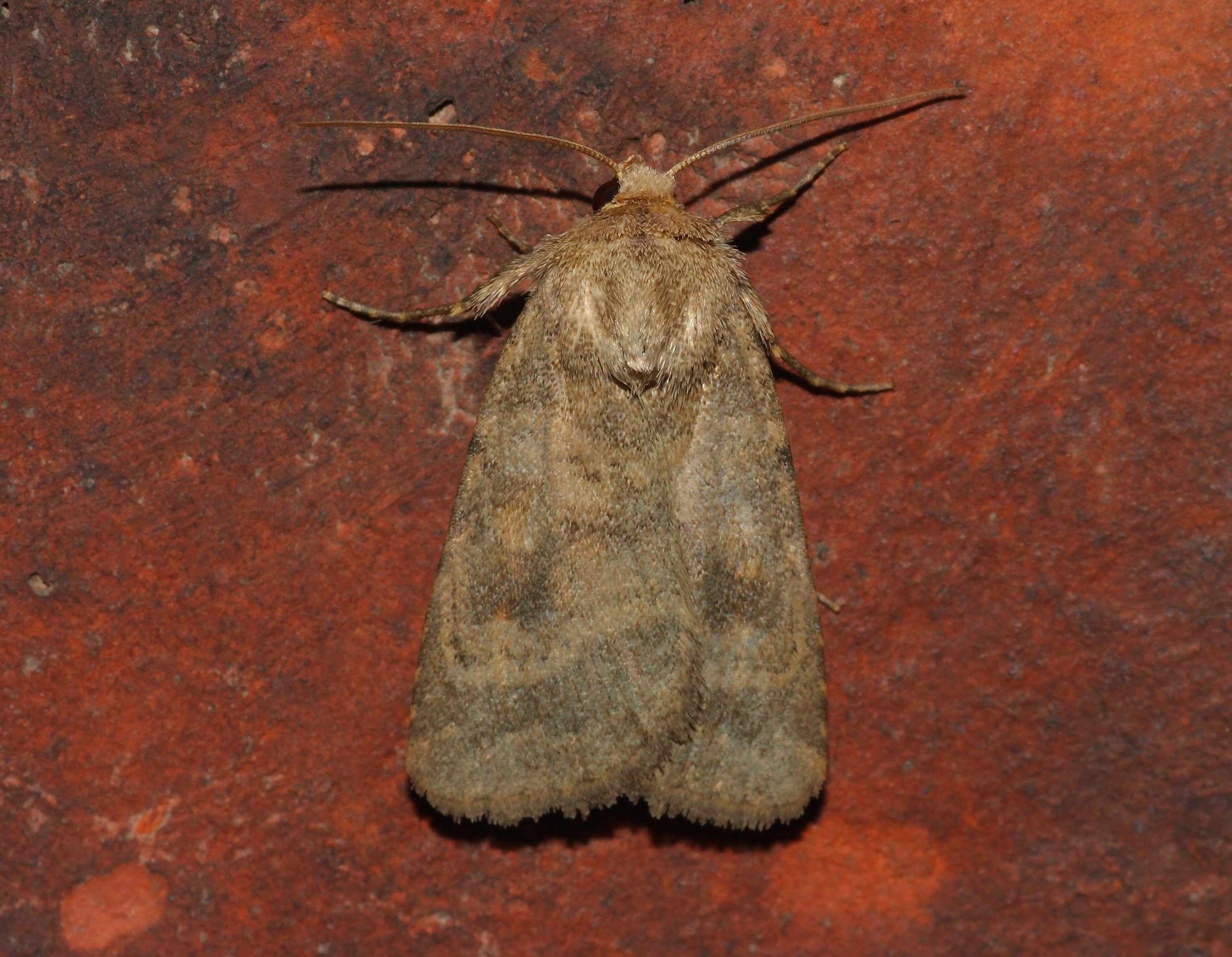 Mottled Rustic