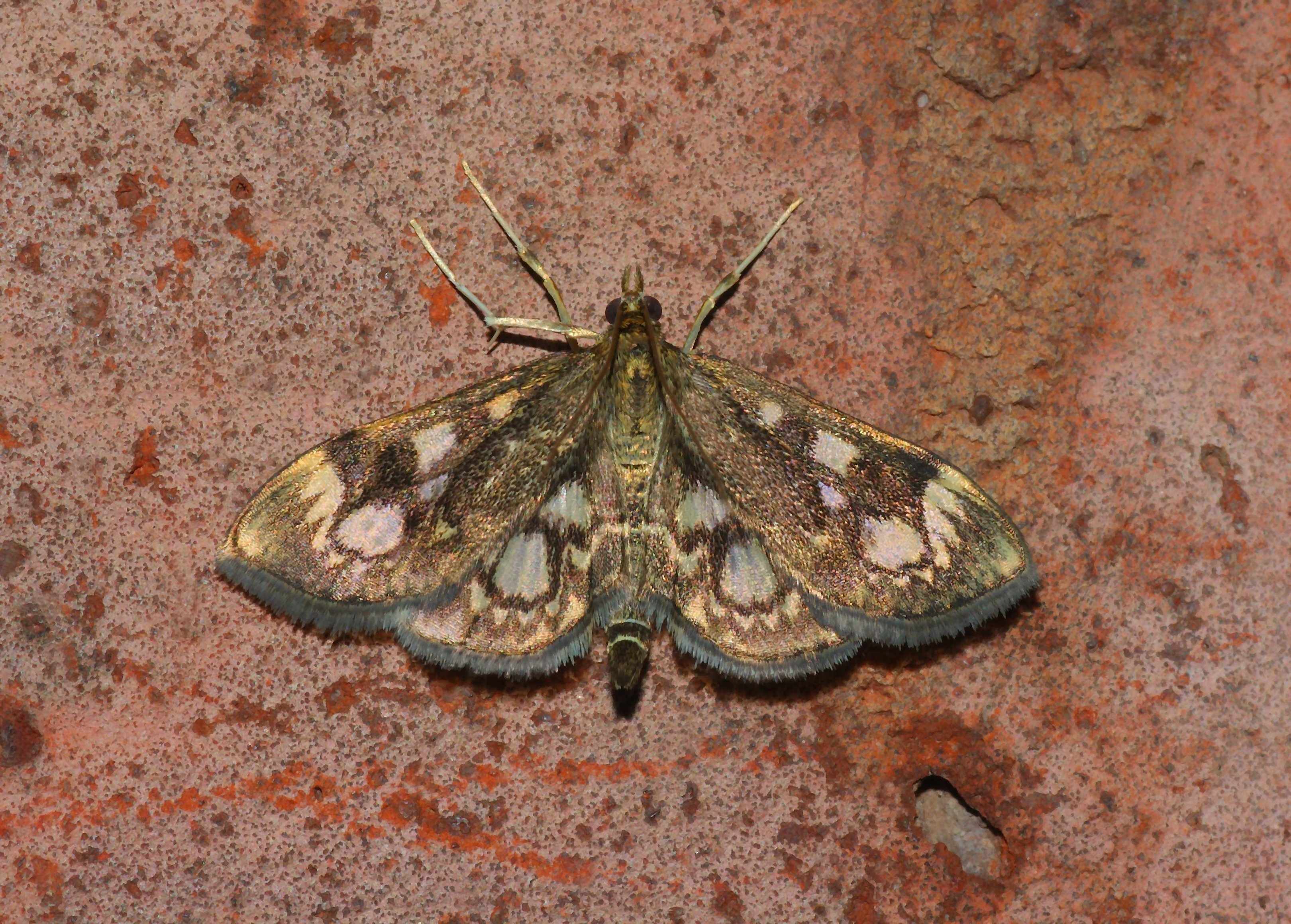 Anania coronata