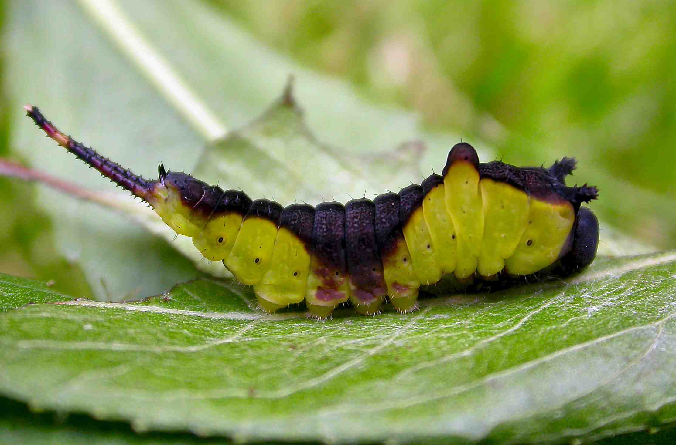 Lepidoptera Life Cycle
