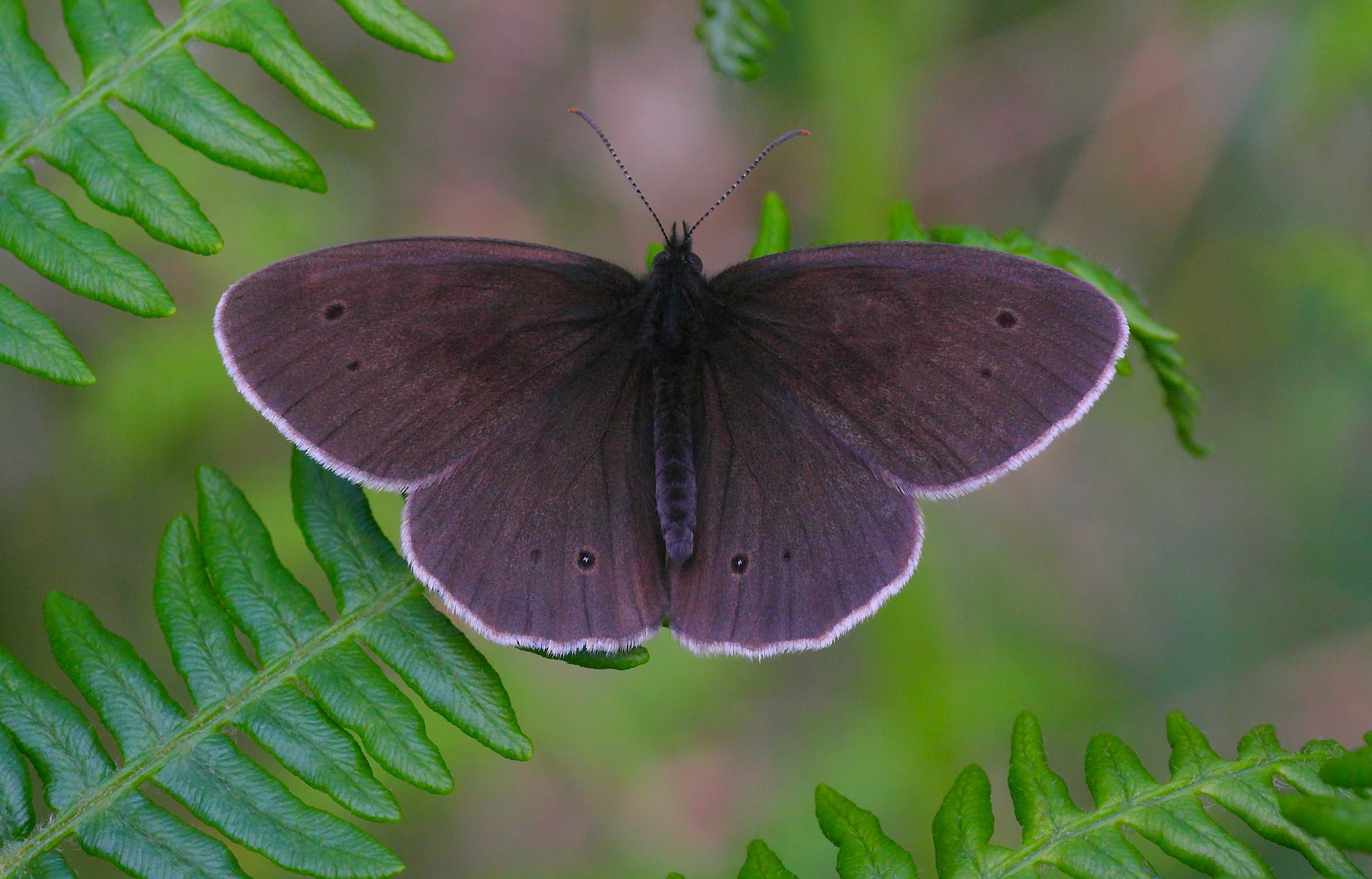 Ringlet