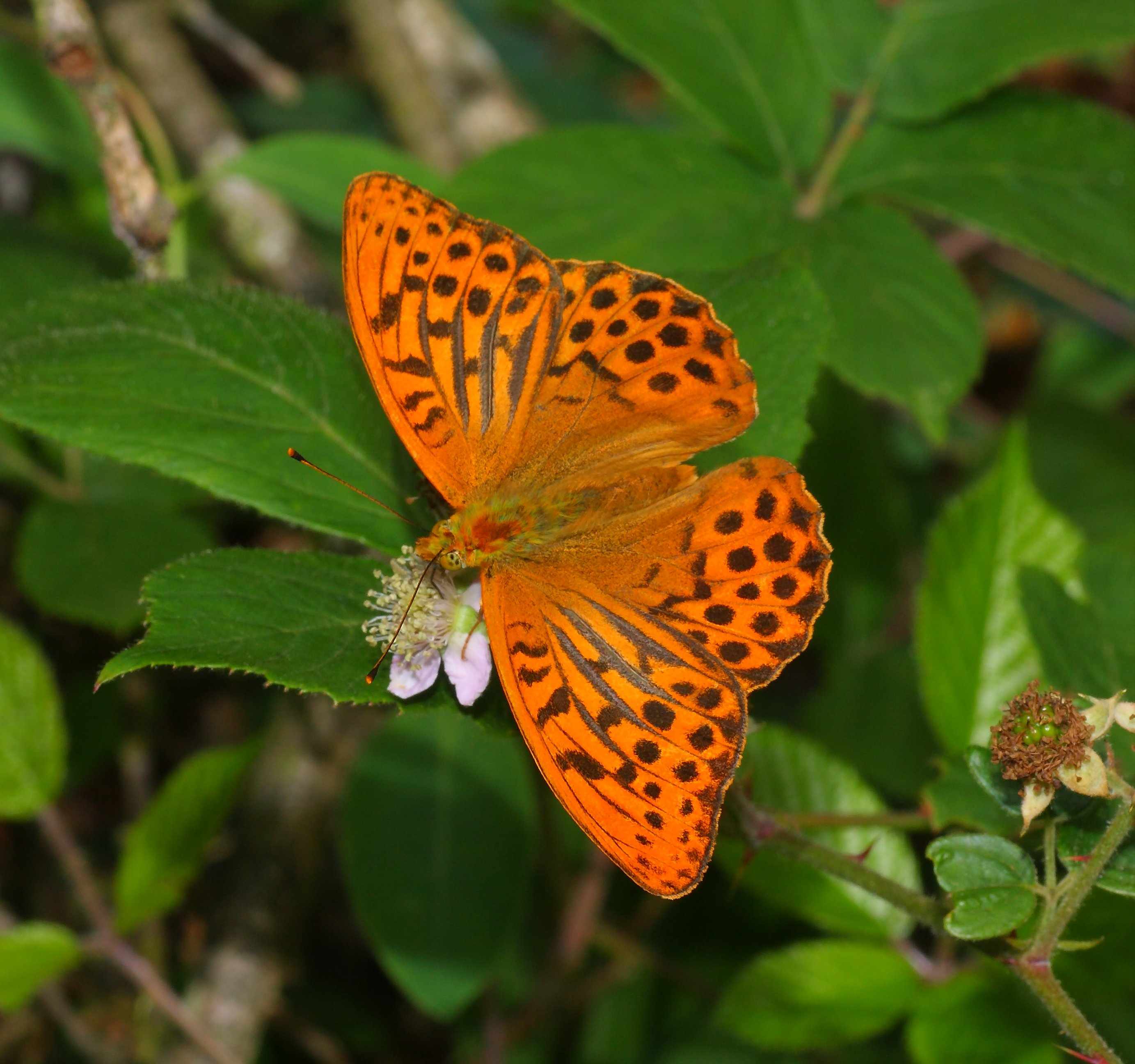 Silver Washed Fritillary
