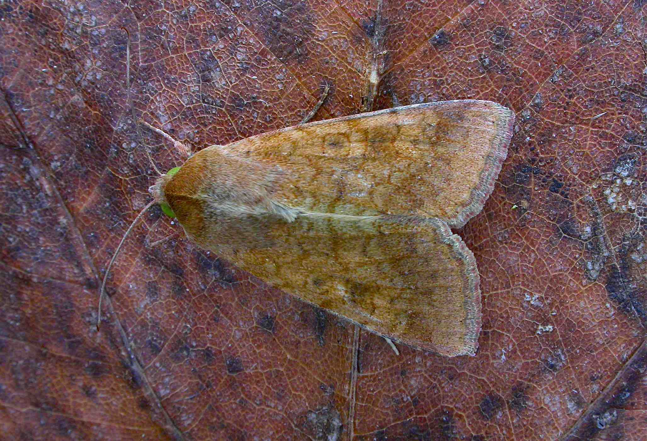 Moth Gallery 1
