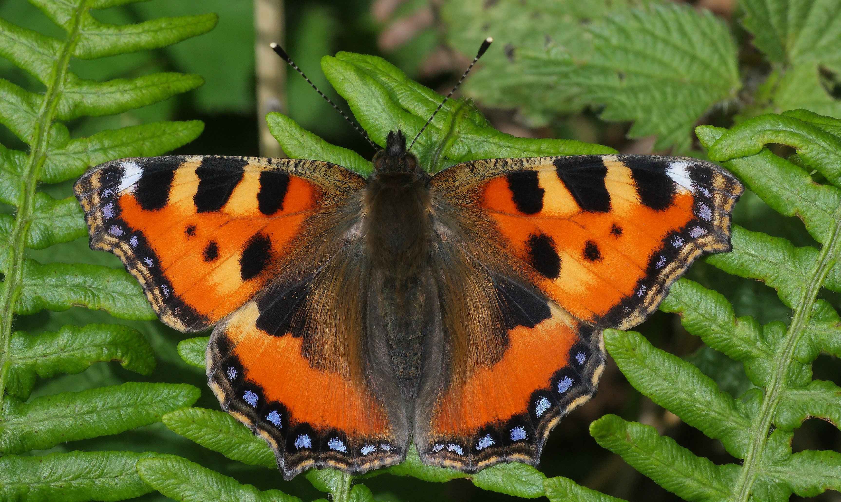 Small Tortoiseshell
