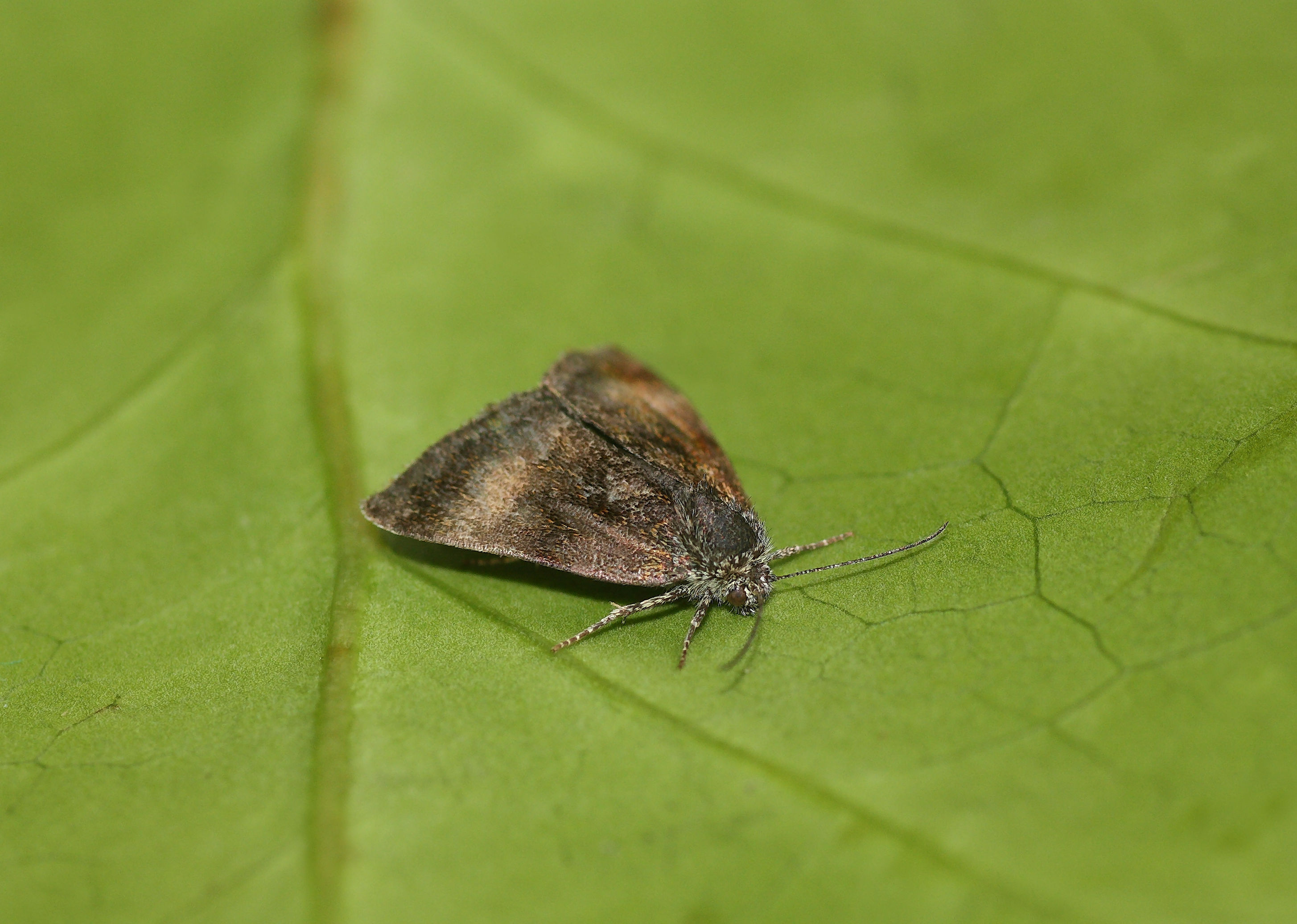 Small Yellow Underwing