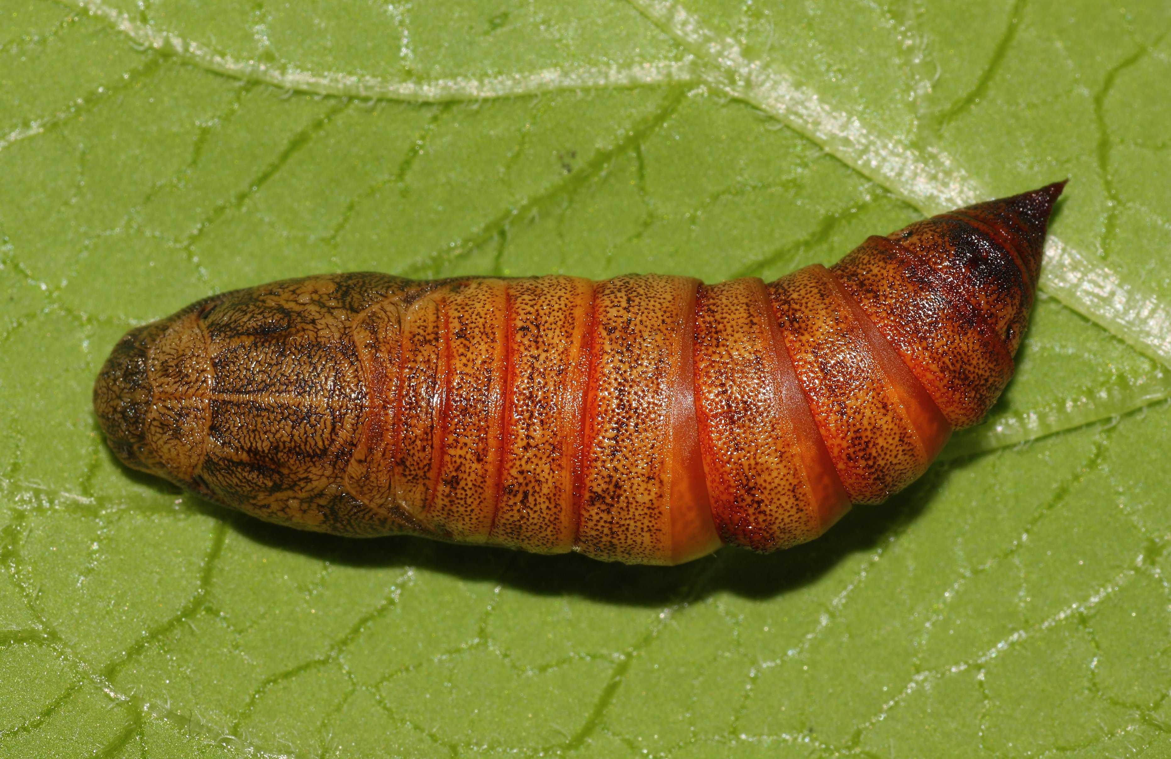 Lepidoptera Life Cycle