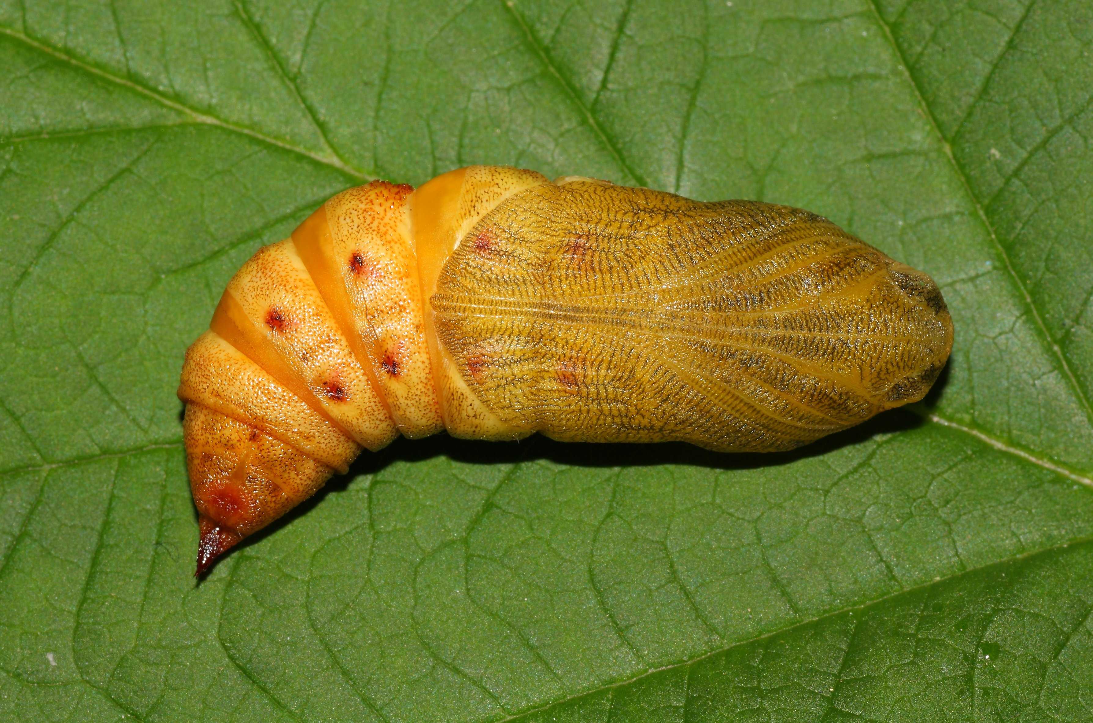 Lepidoptera Life Cycle