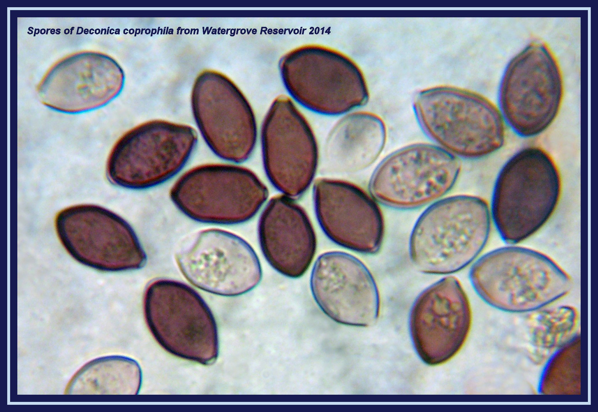 Fungal Friends Sightings