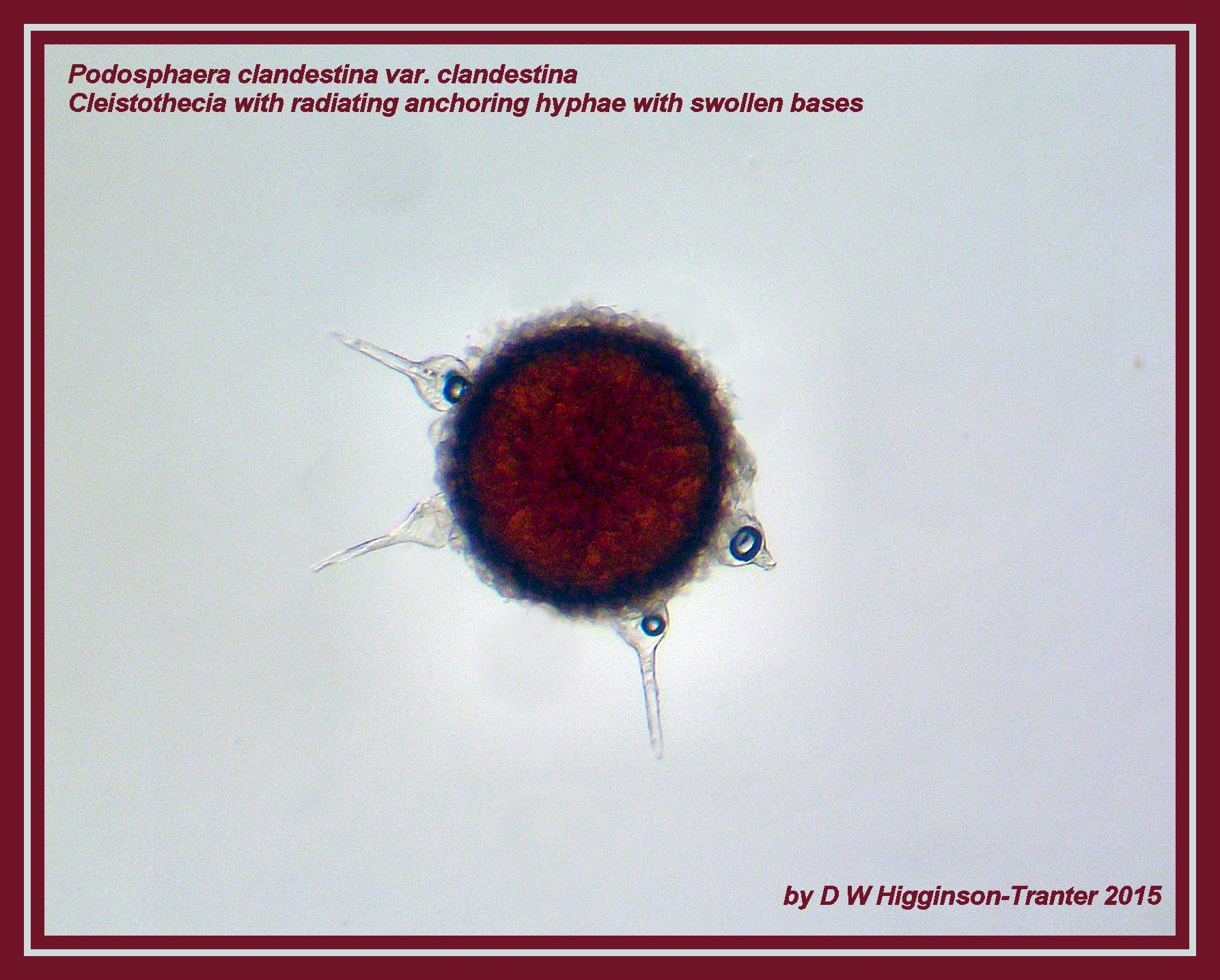 Fungal Friends Sightings
