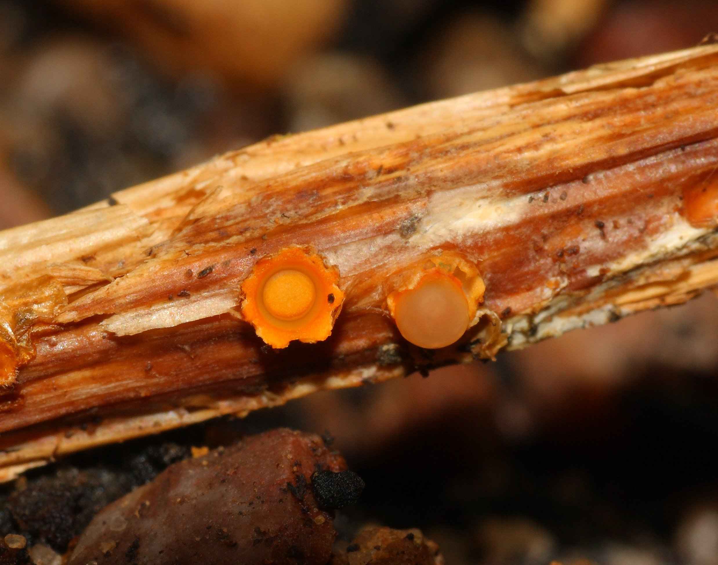 Fungal Friends Sightings