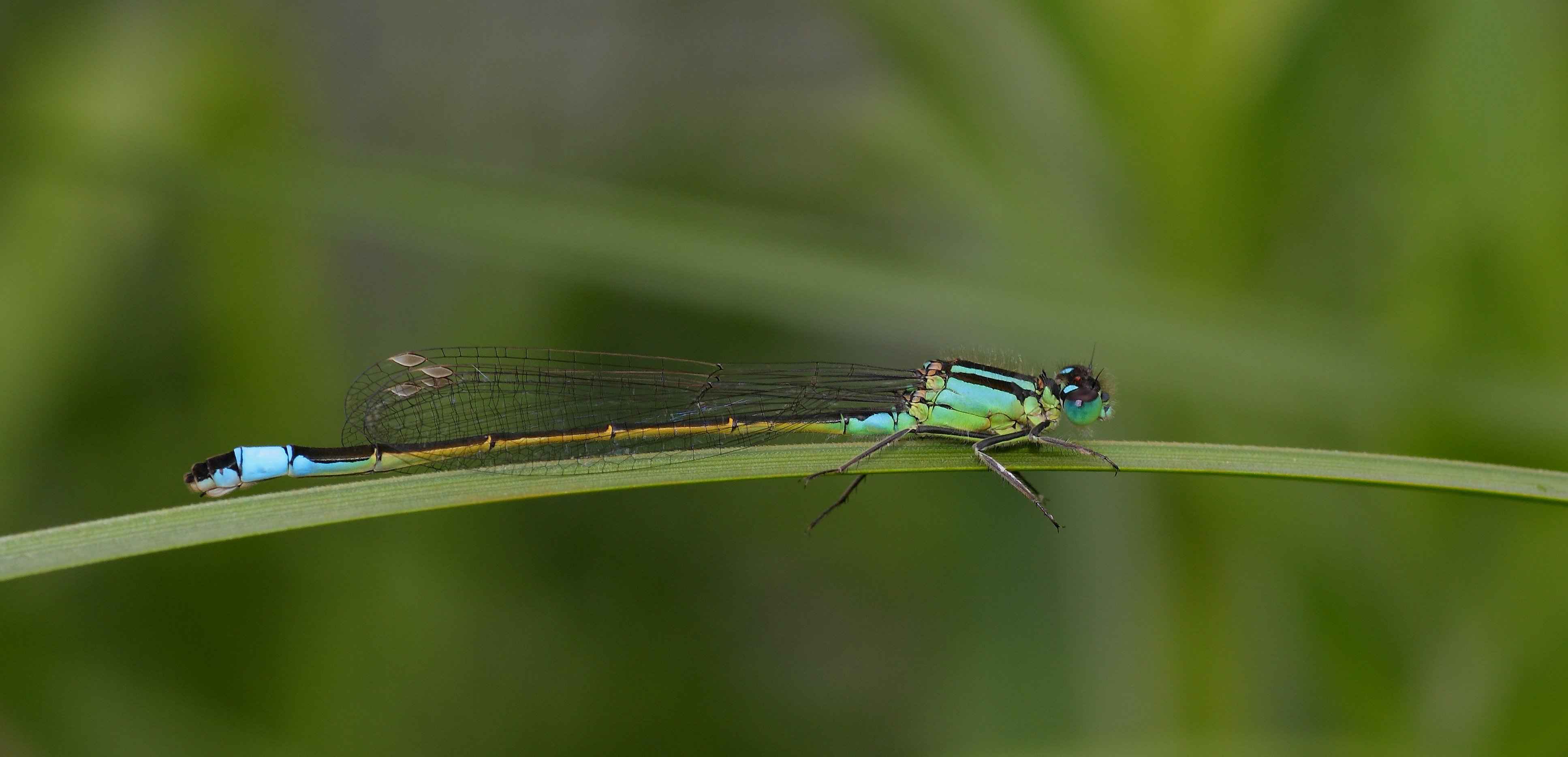 Blue Tailed Damselfly