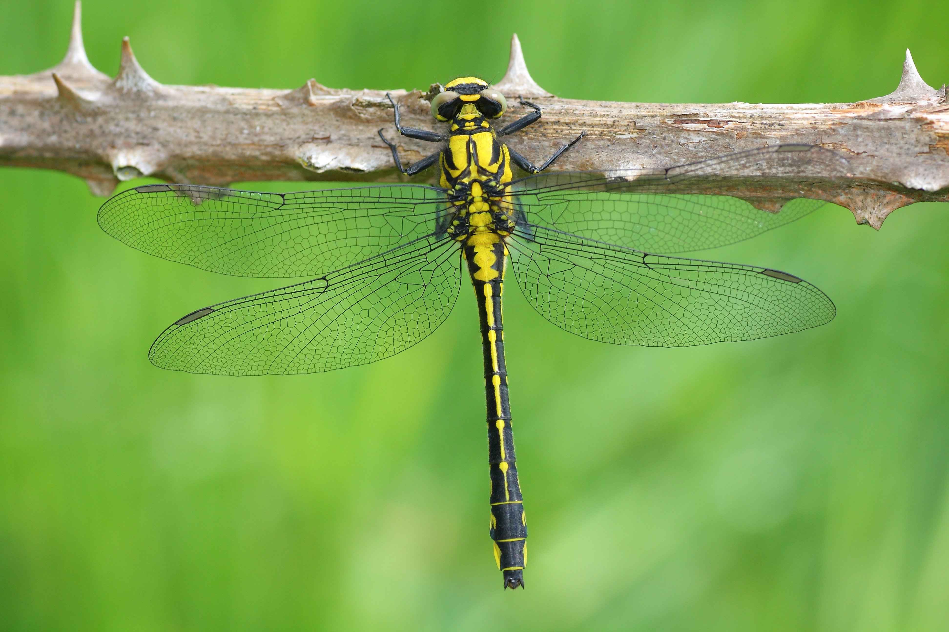 Club Tailed Dragonfly
