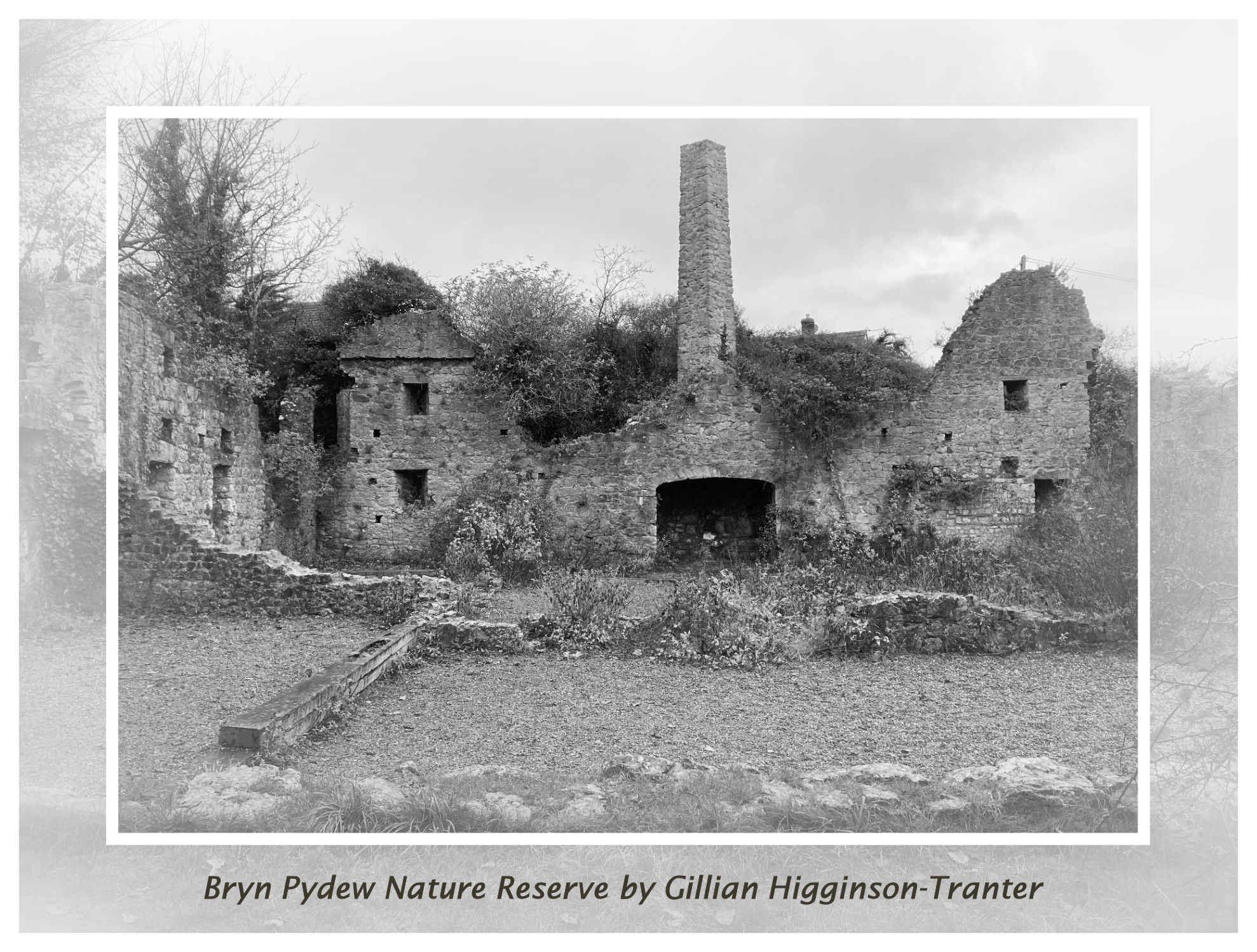 Fungalpunk Sightings 24