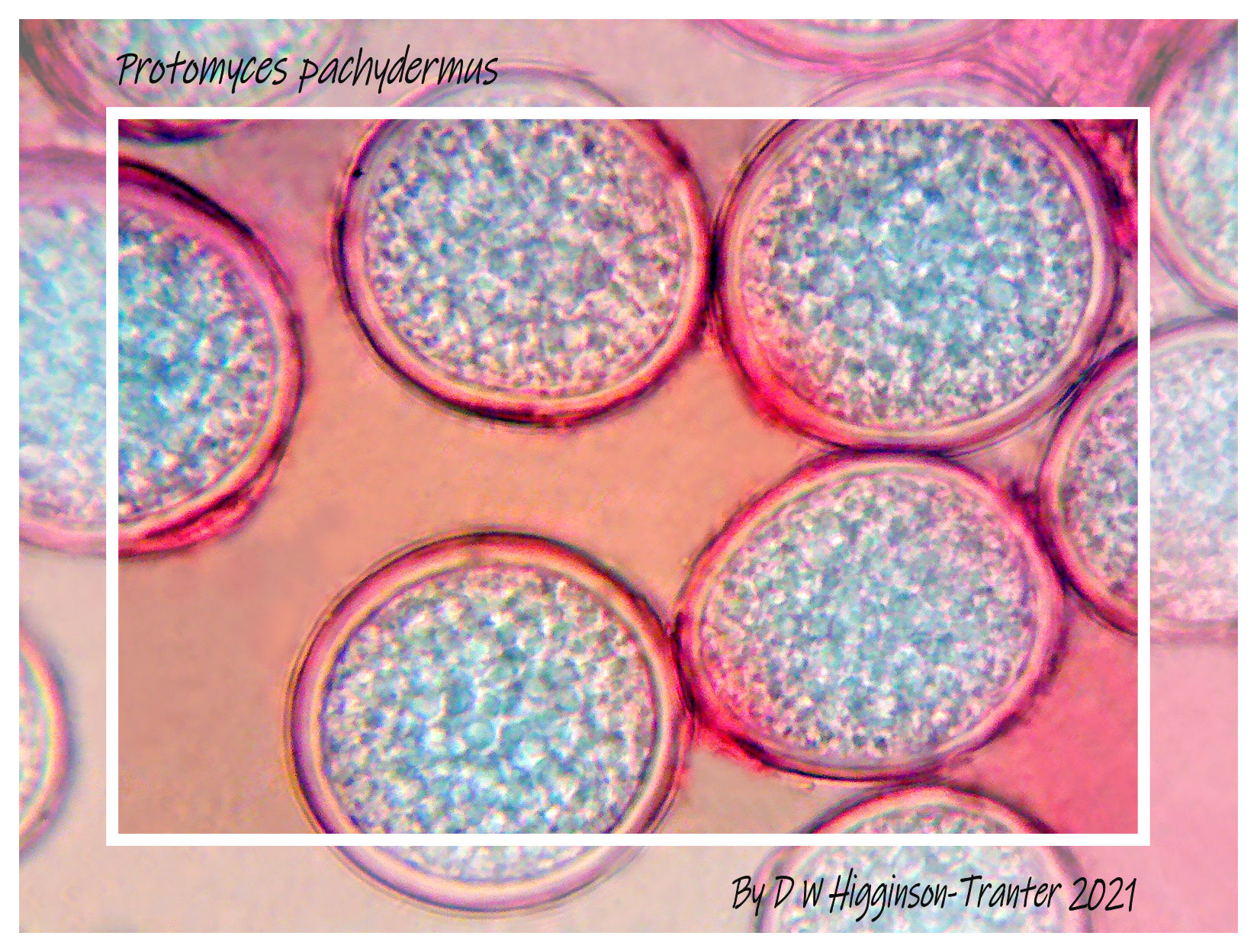 Fungal Sightings