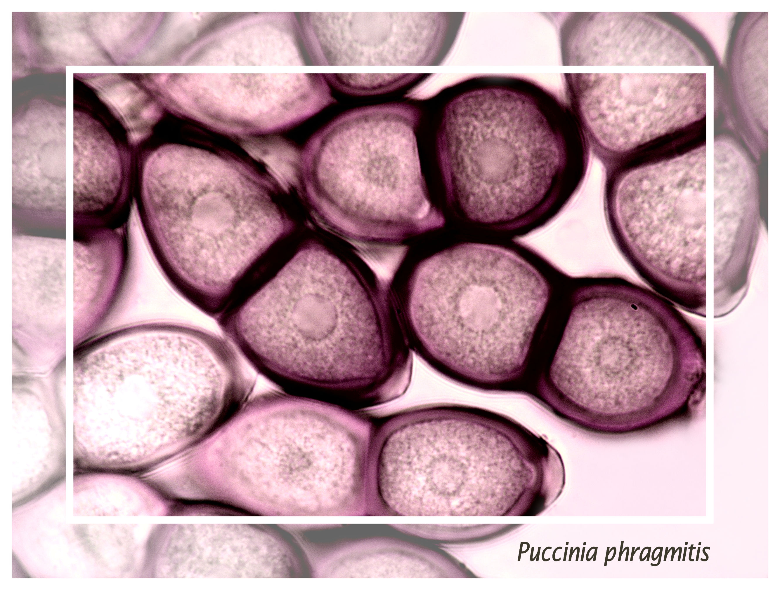 Fungal Sightings