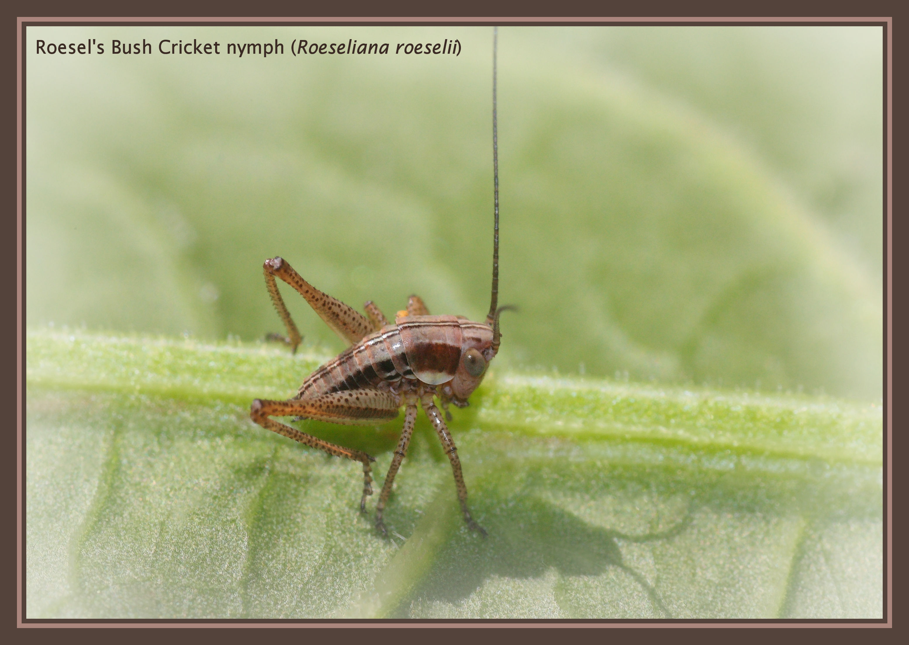 Fungalpunk Sightings 25