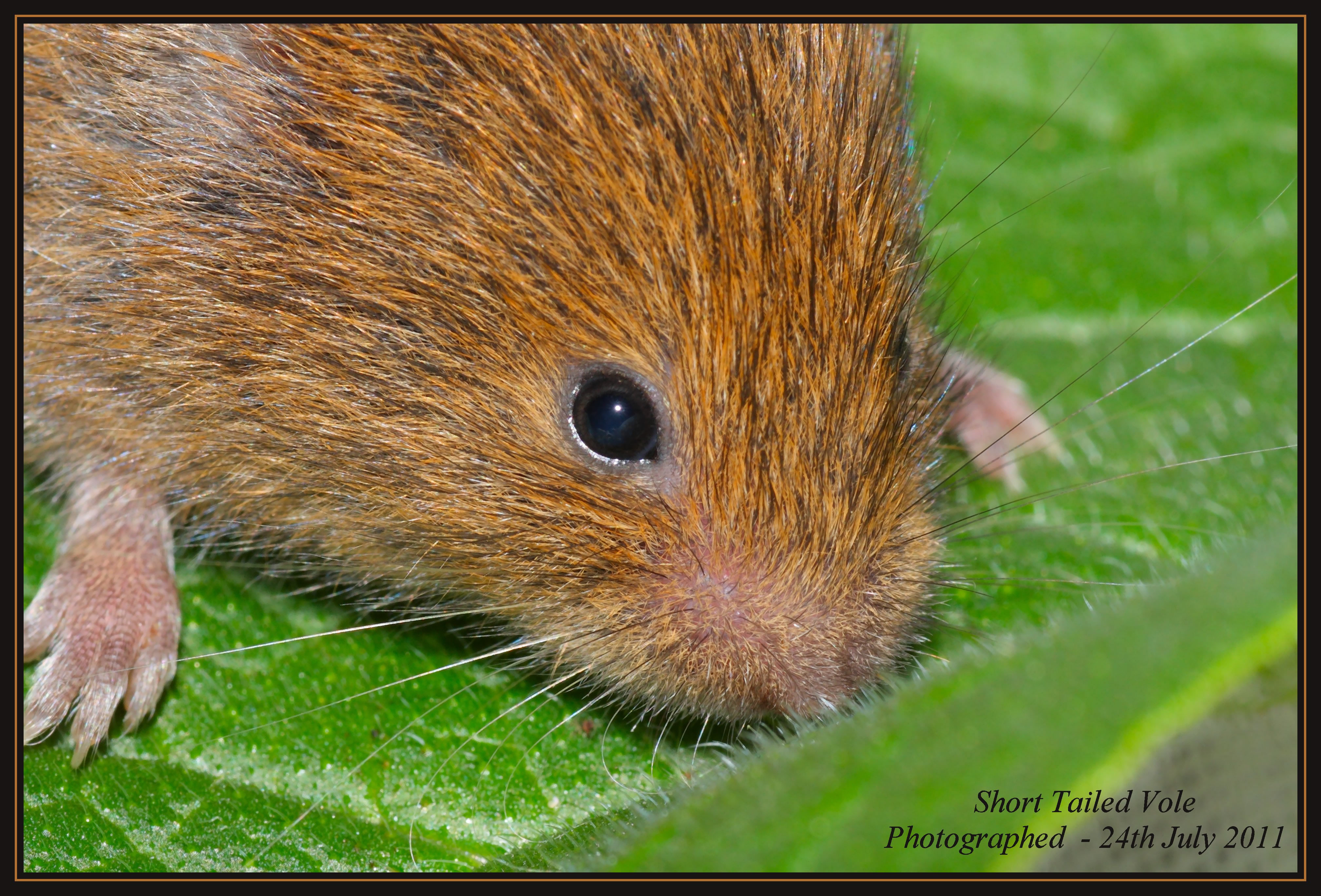 Fungalpunk Sightings 11