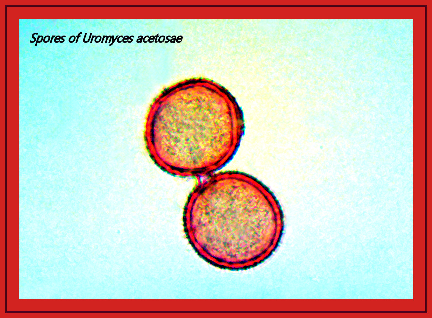 Fungal Sightings