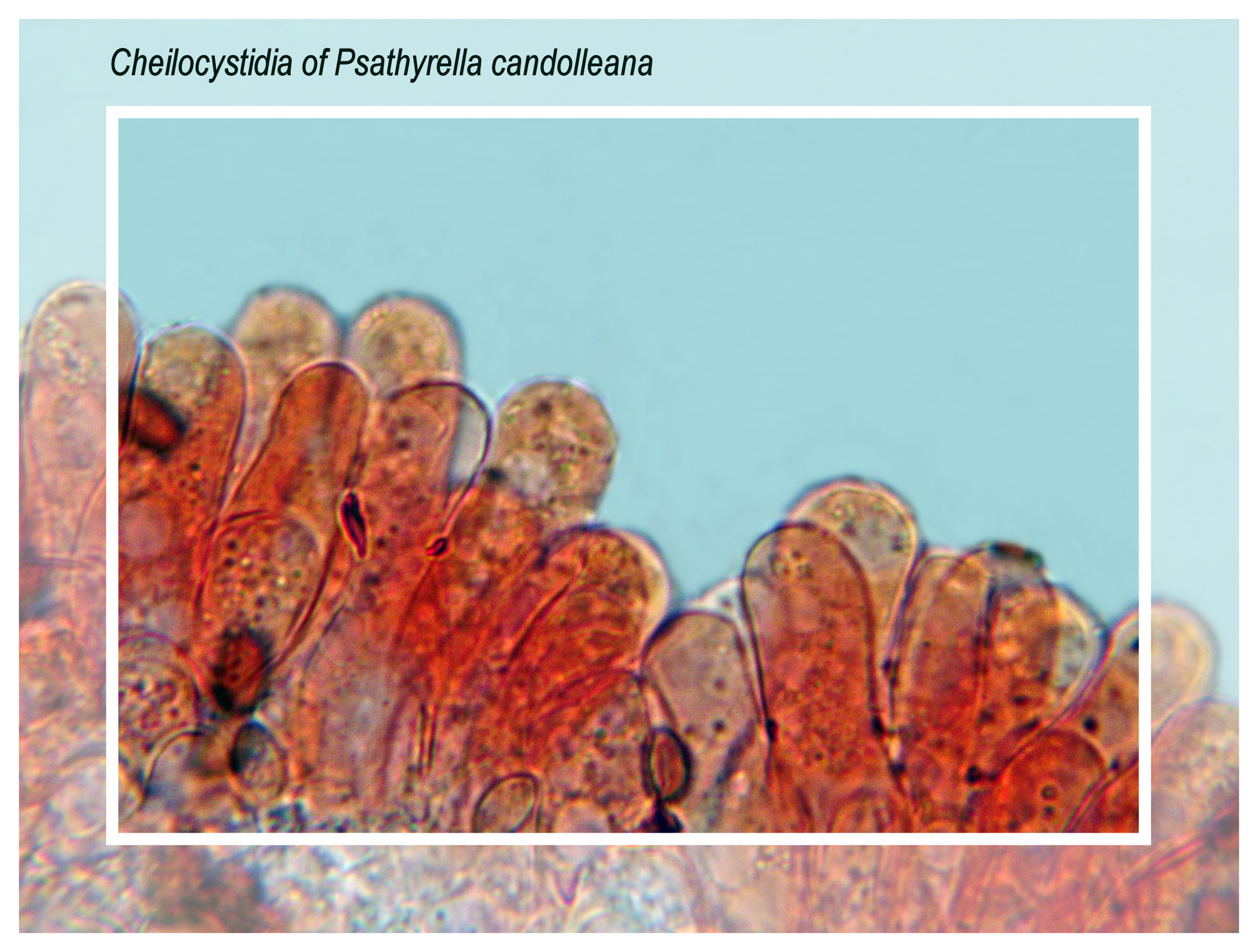 Fungal Sightings