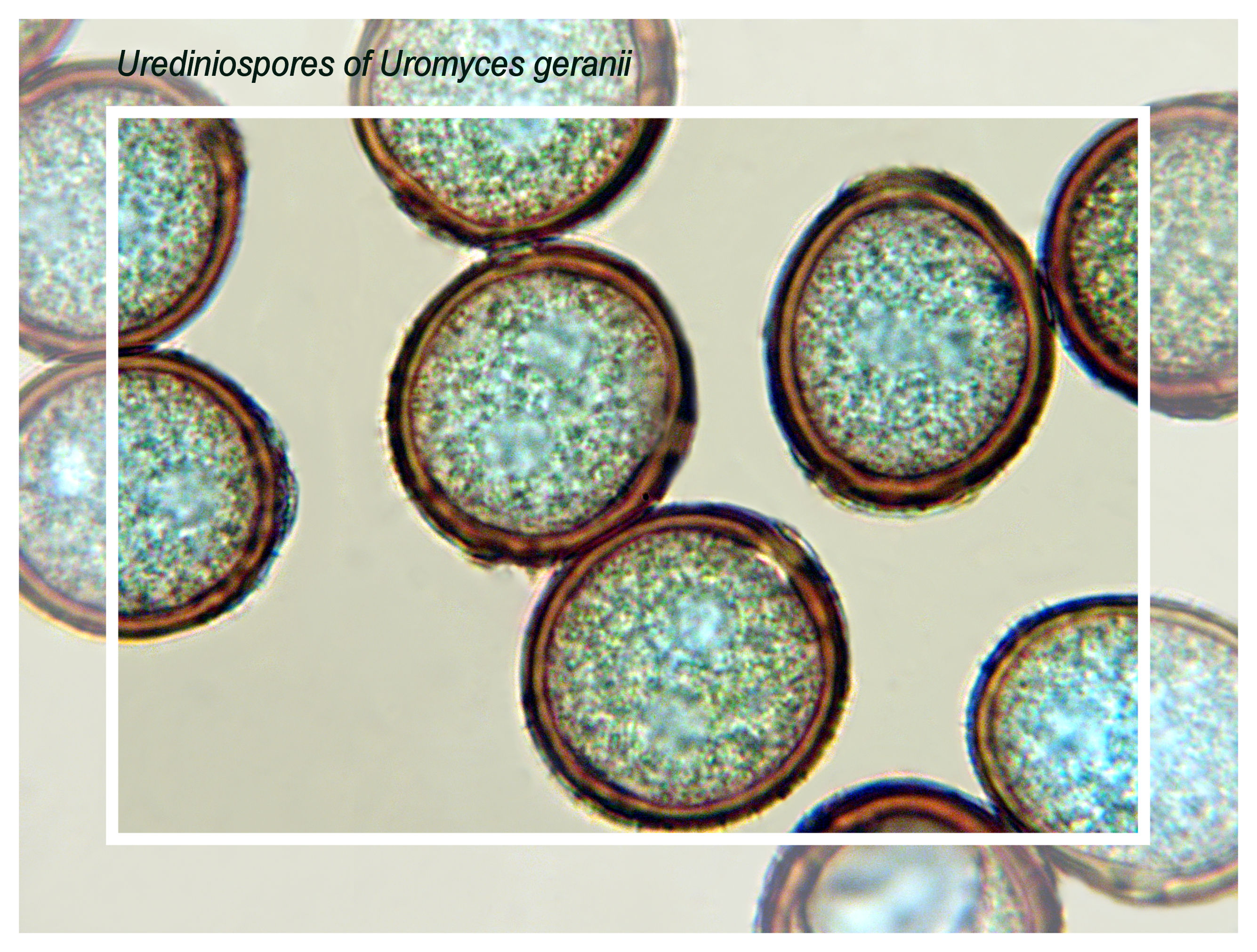 Fungal Sightings