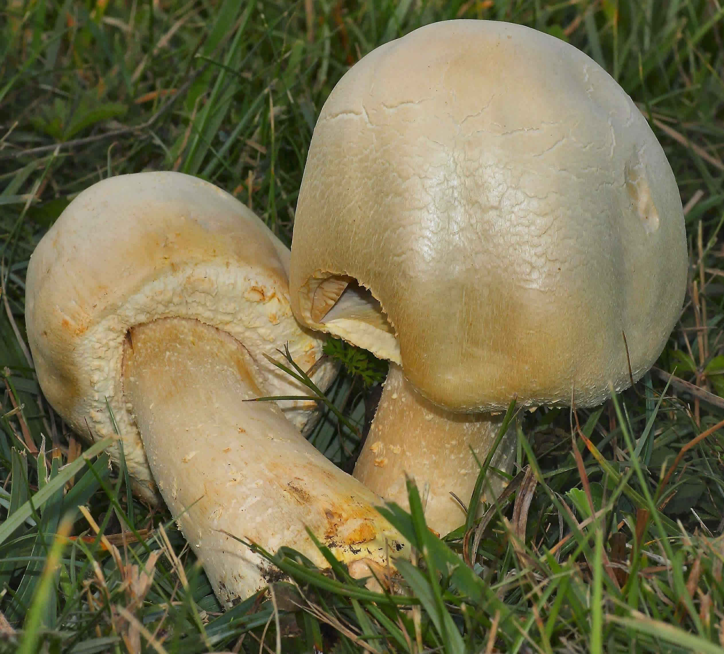 Fungal Gallery 5