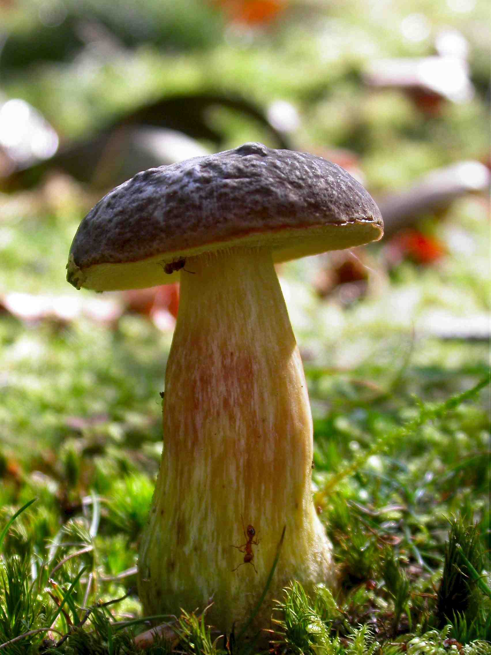 Boletus pruinatus