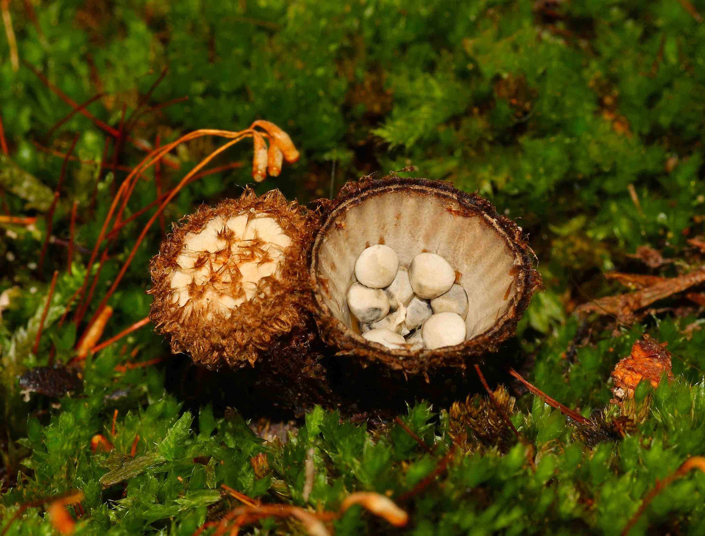 Cyathus striatus