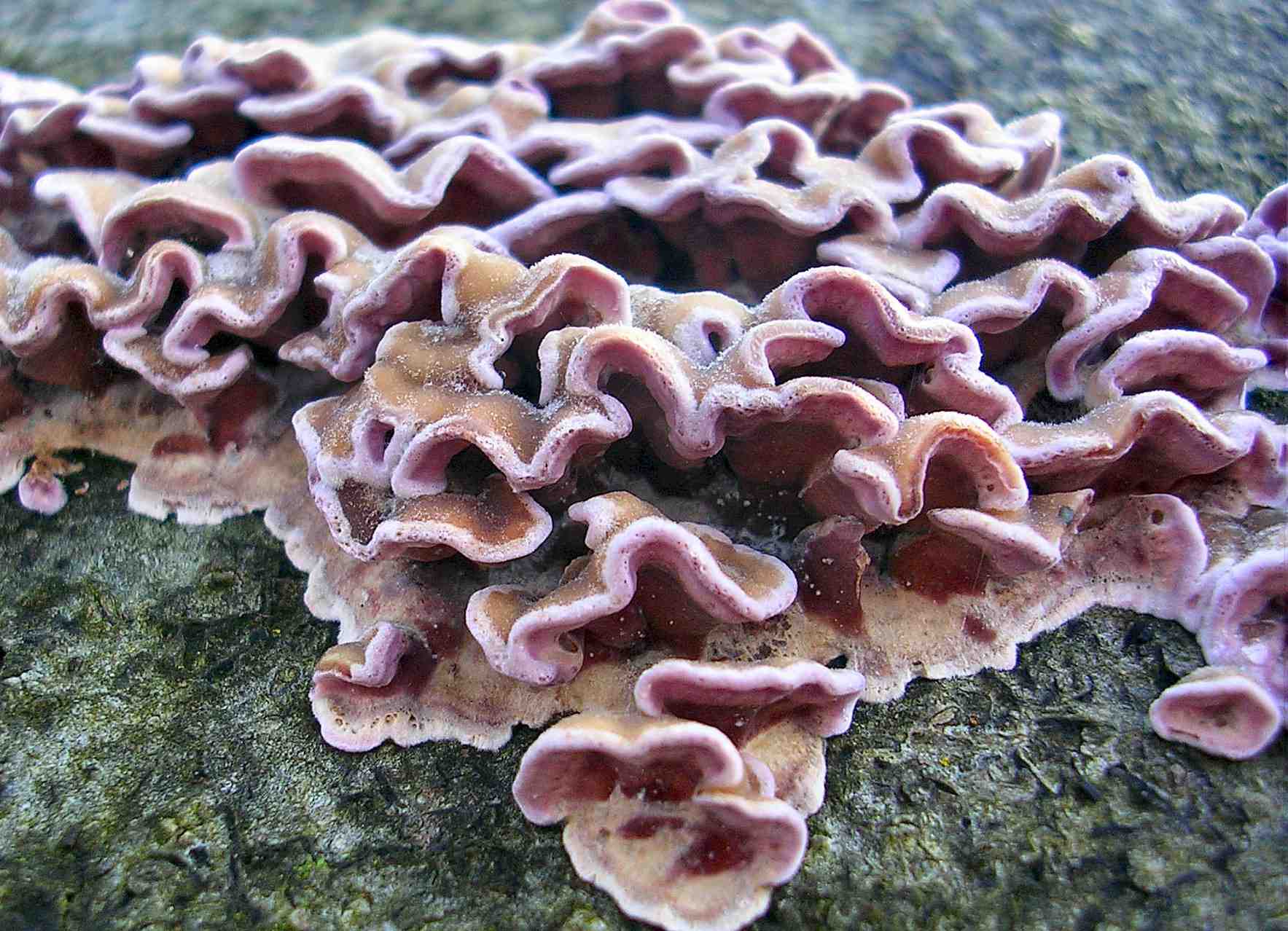 Chondrostereum purpureum