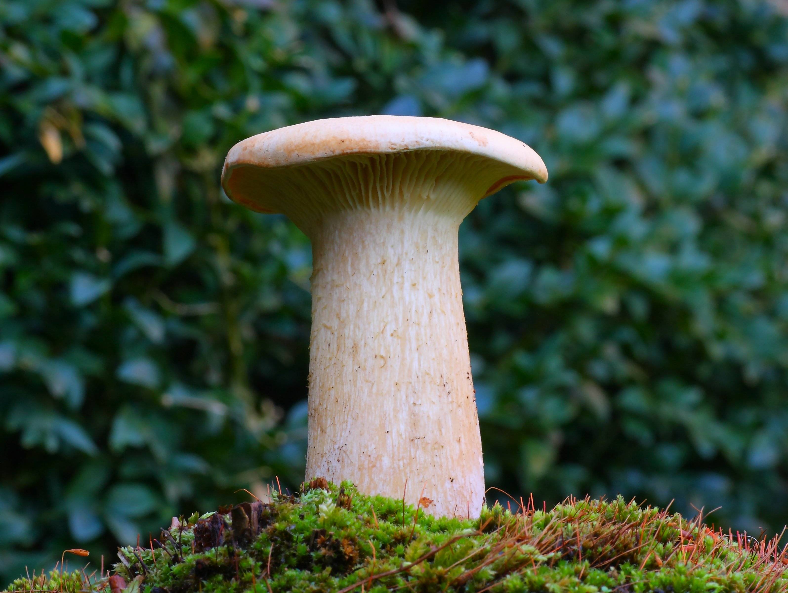 Clitocybe geotropa
