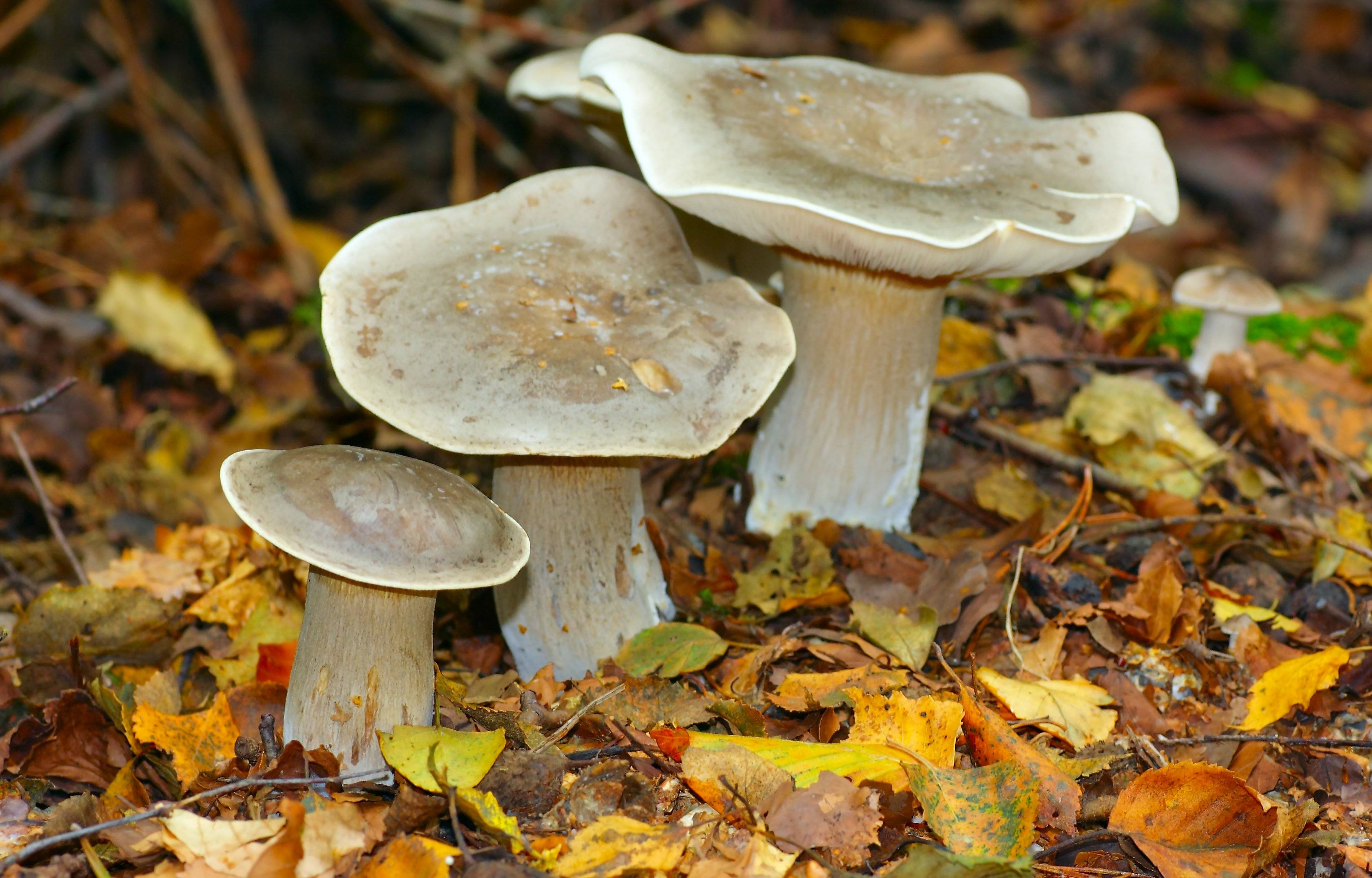 Clitocybe nebularis