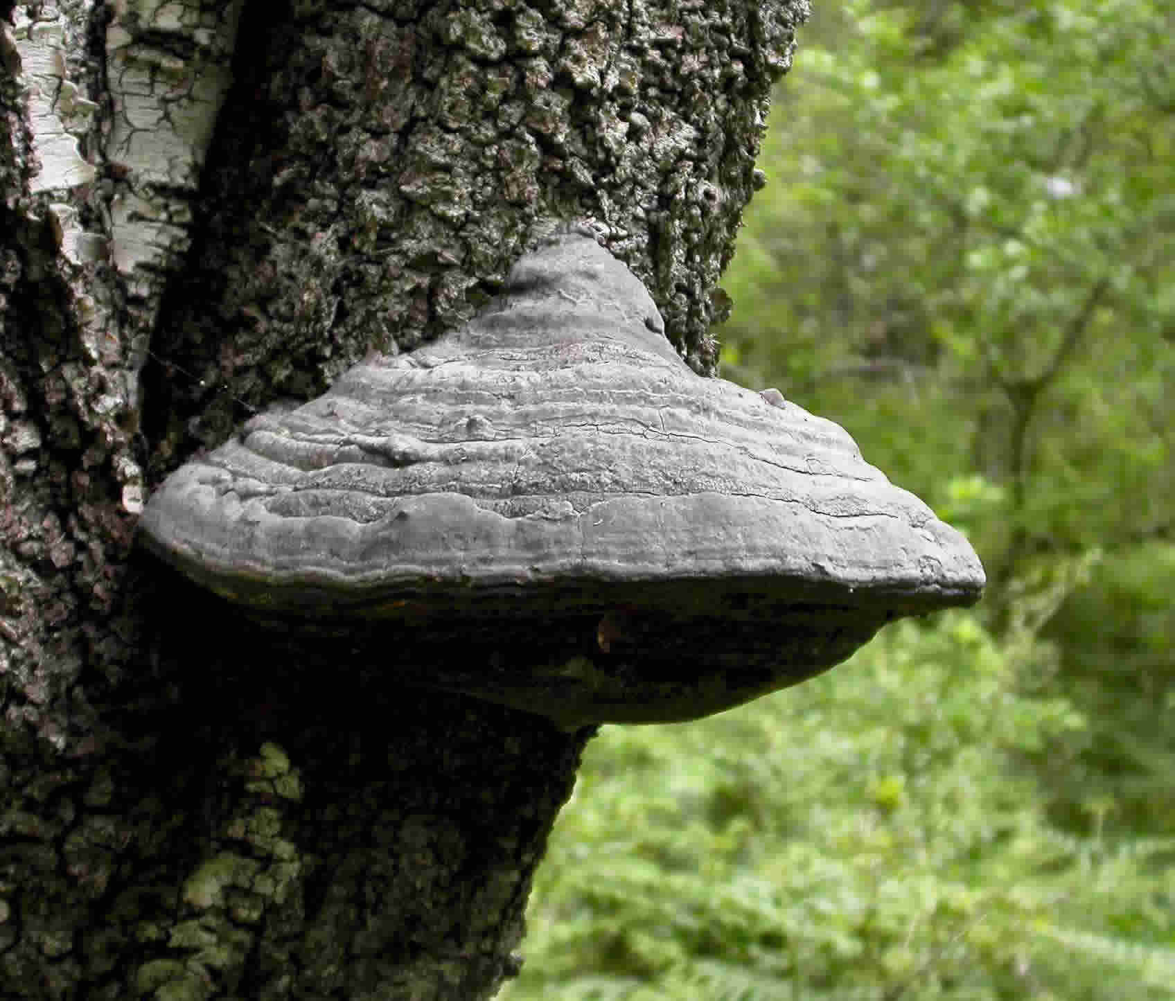 Fungal Gallery 5