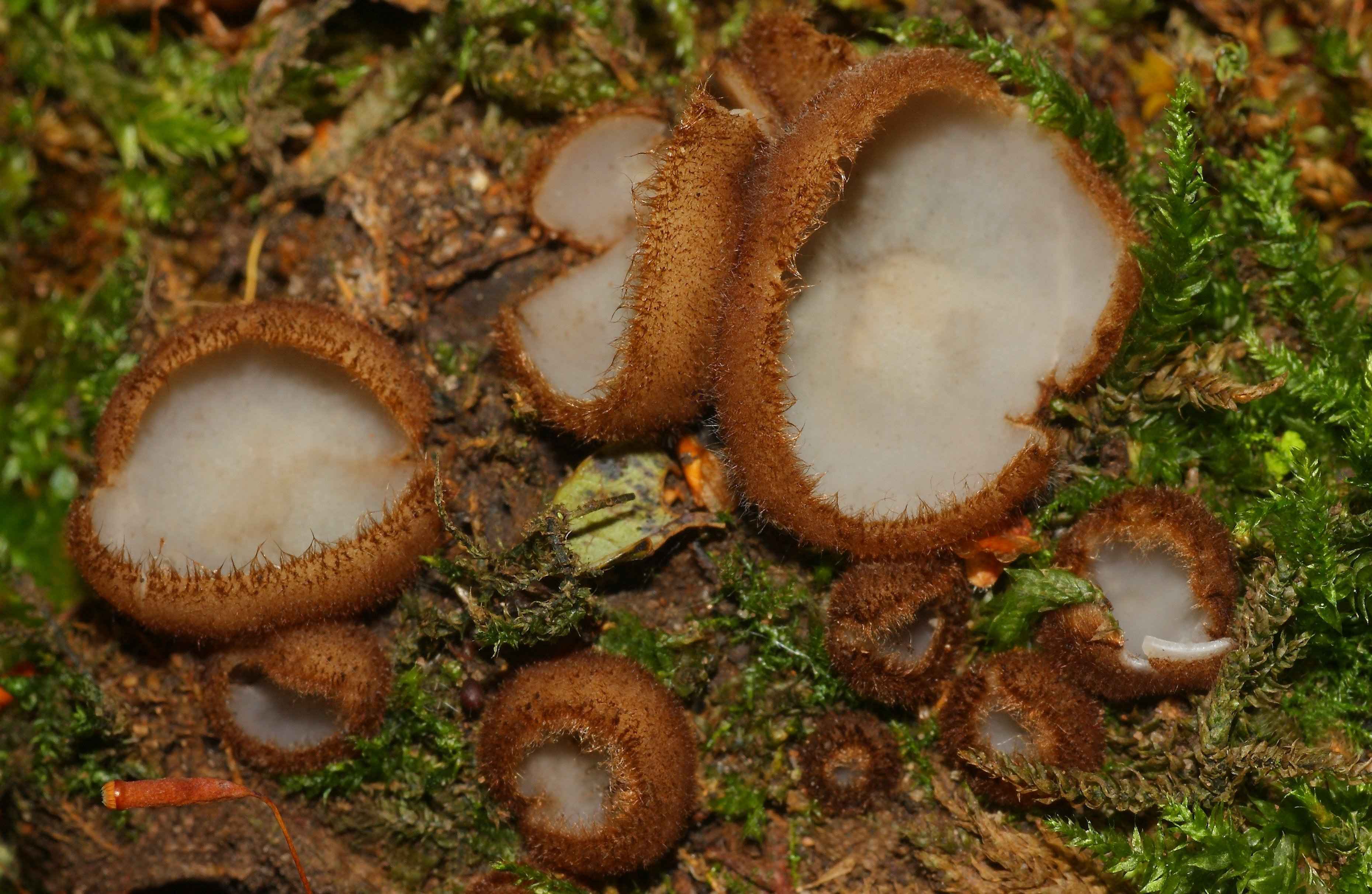 Humaria hemisphaerica