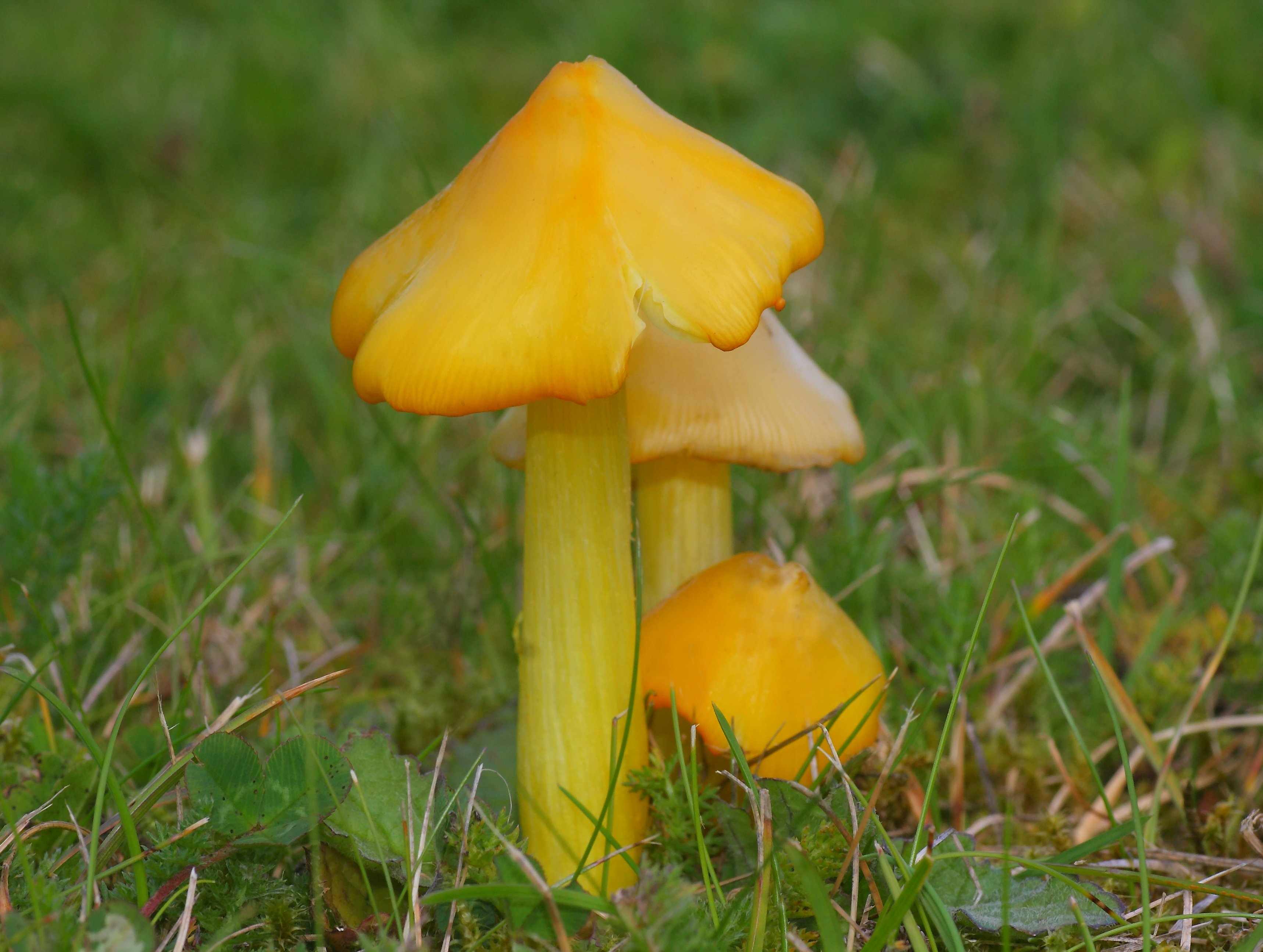 Hygrocybe acutoconica