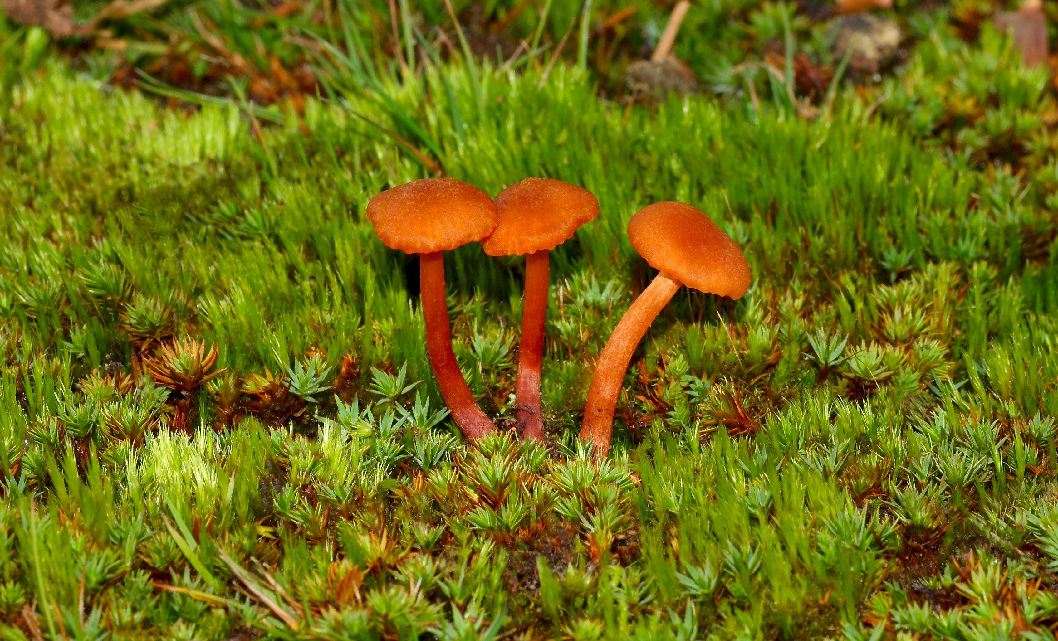 Laccaria laccata