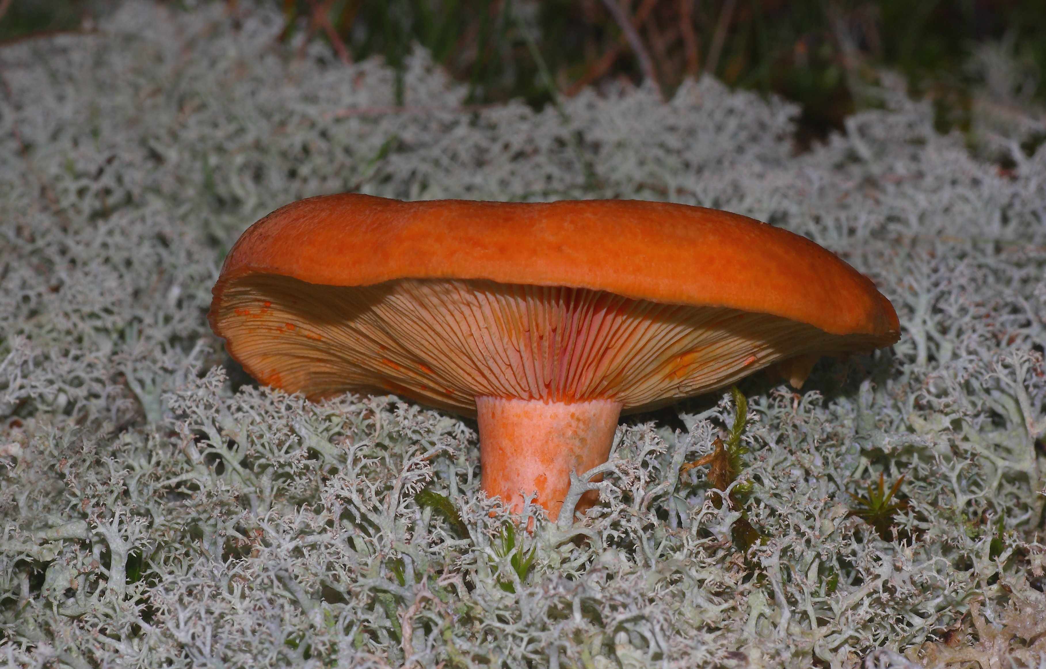 Lactarius deliciosus