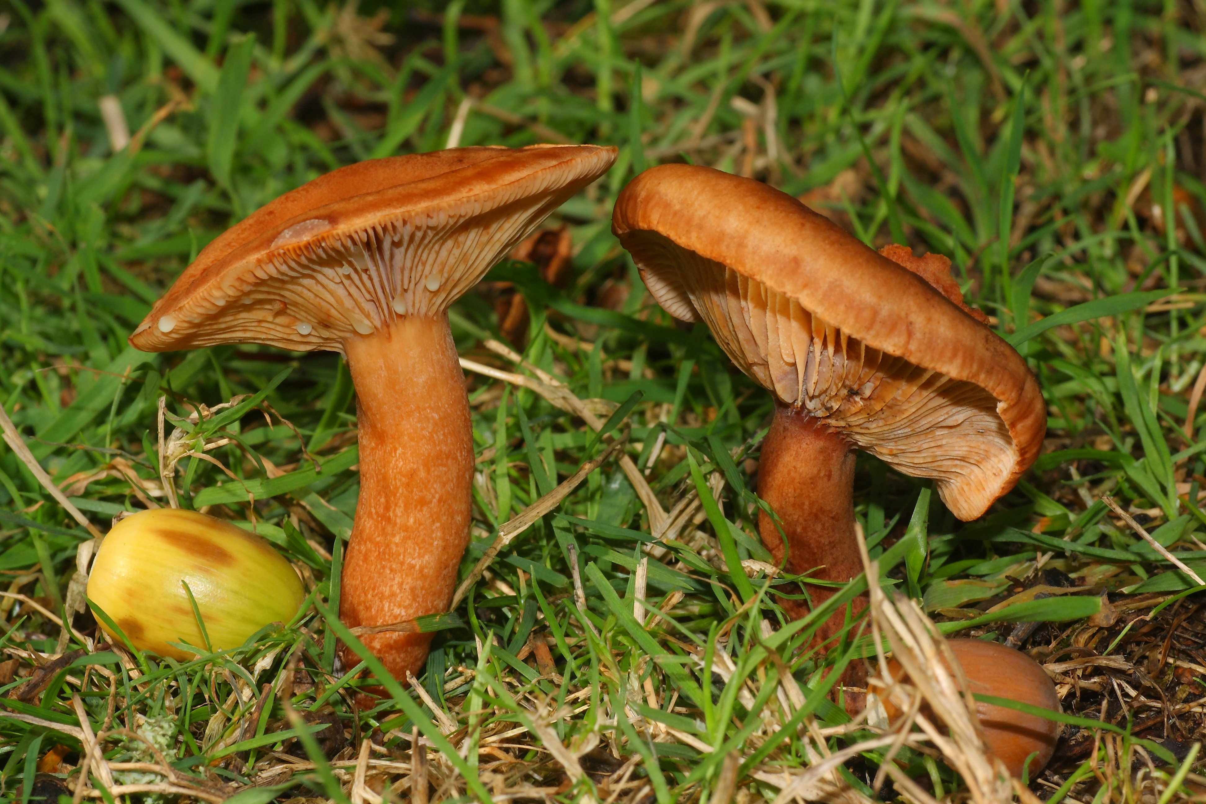 Lactarius quietus