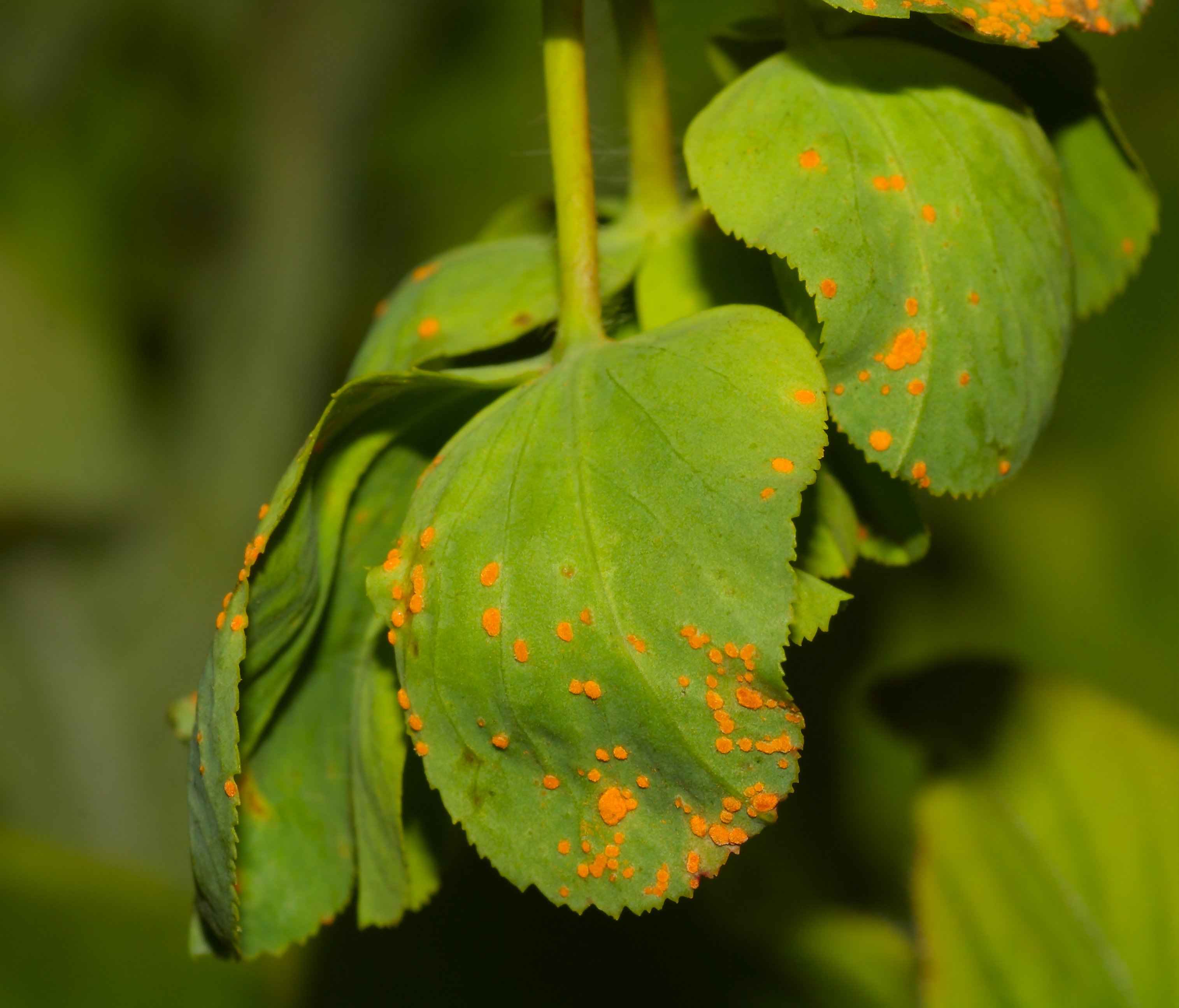 Melampsora euphorbiae