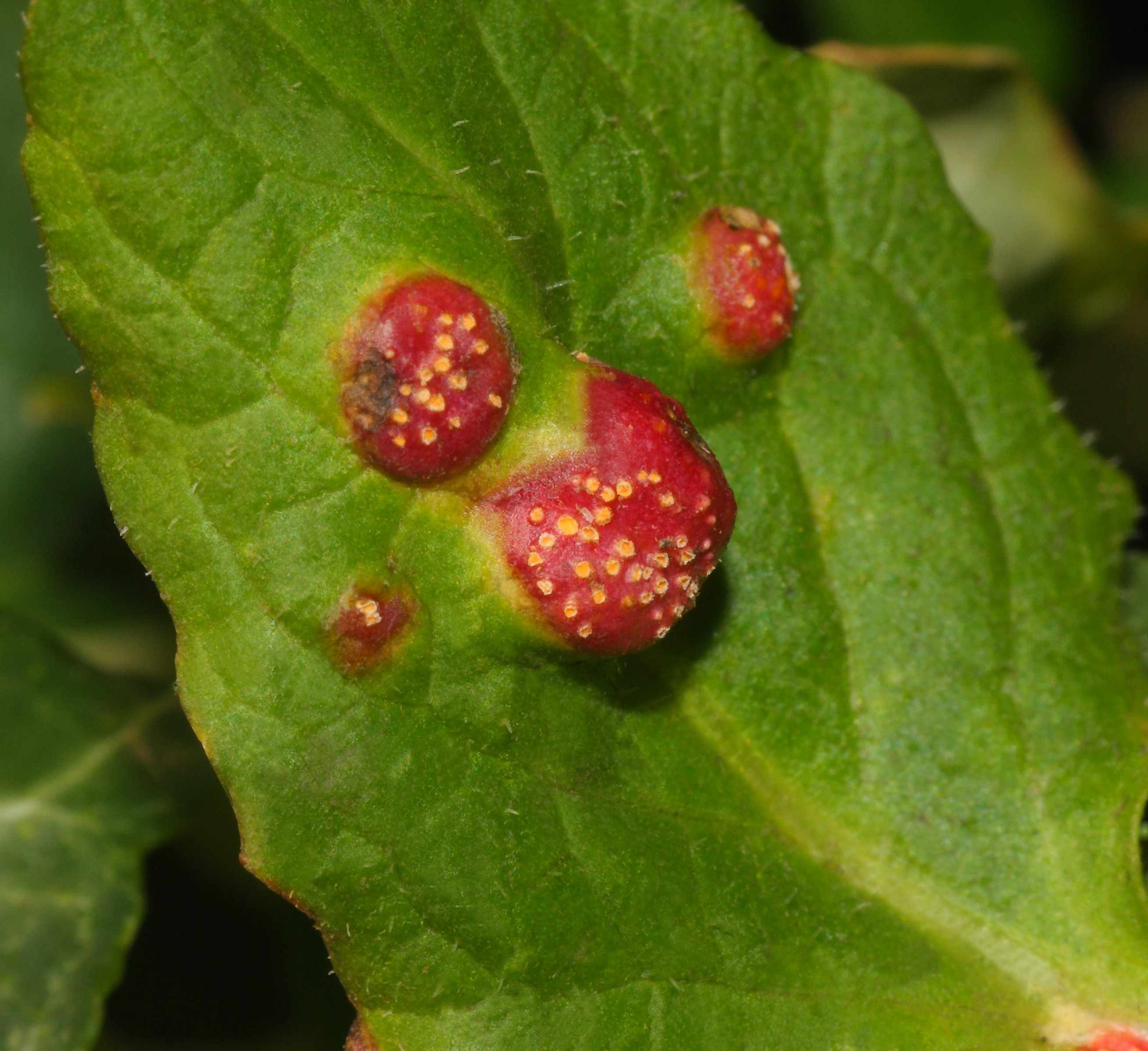 Micro Fungi