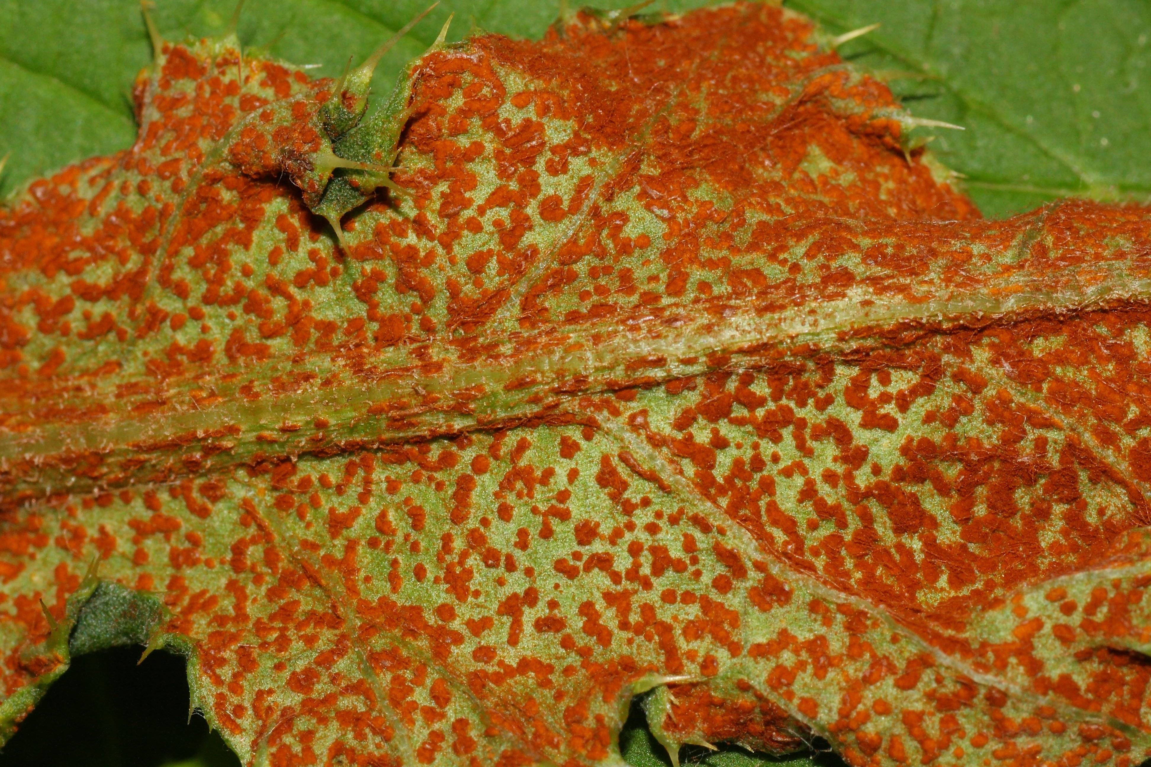 Puccinia ~ Everything You Need to Know with Photos | Videos